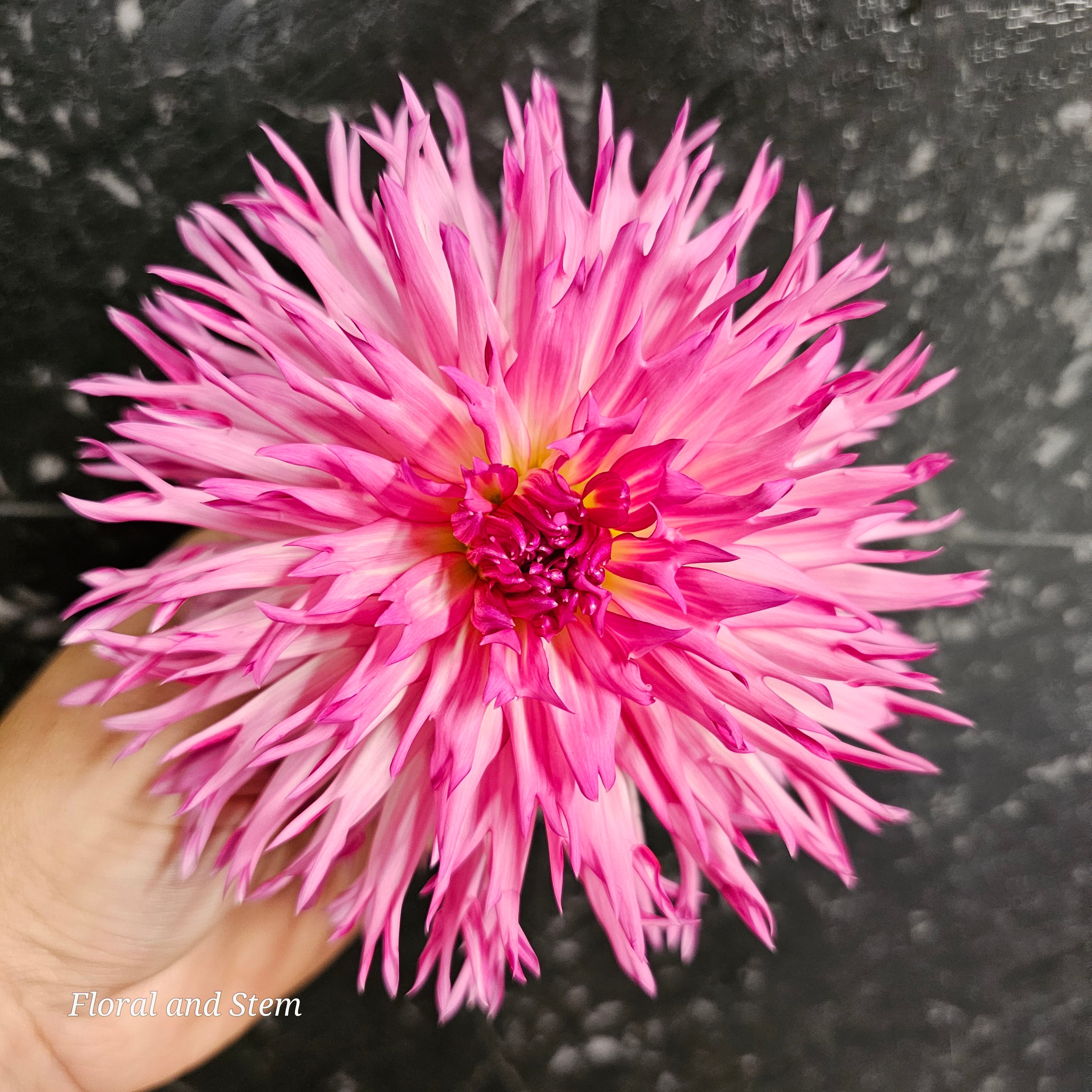 Dahlia Orchid – Floral and Stem