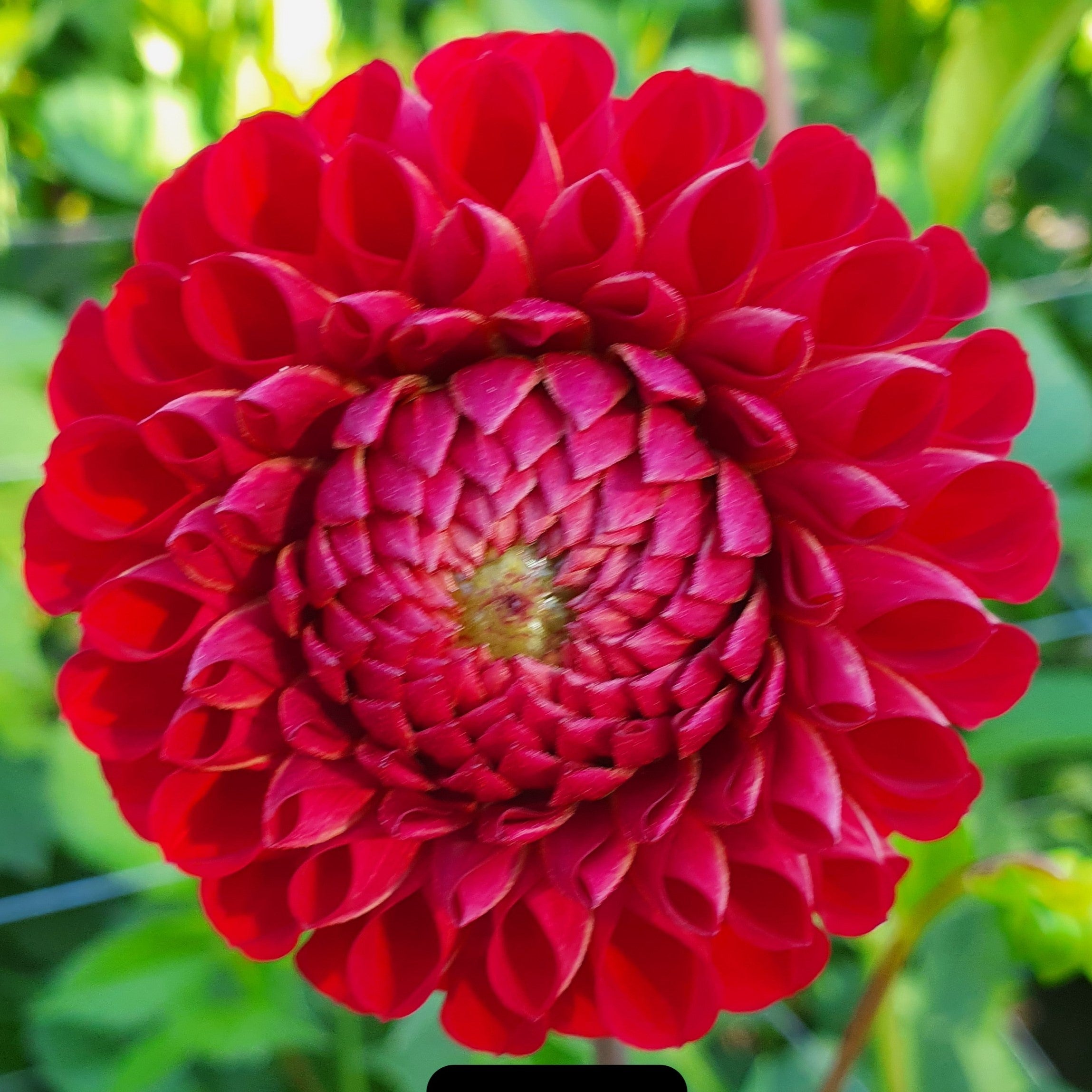 Red – Floral and Stem