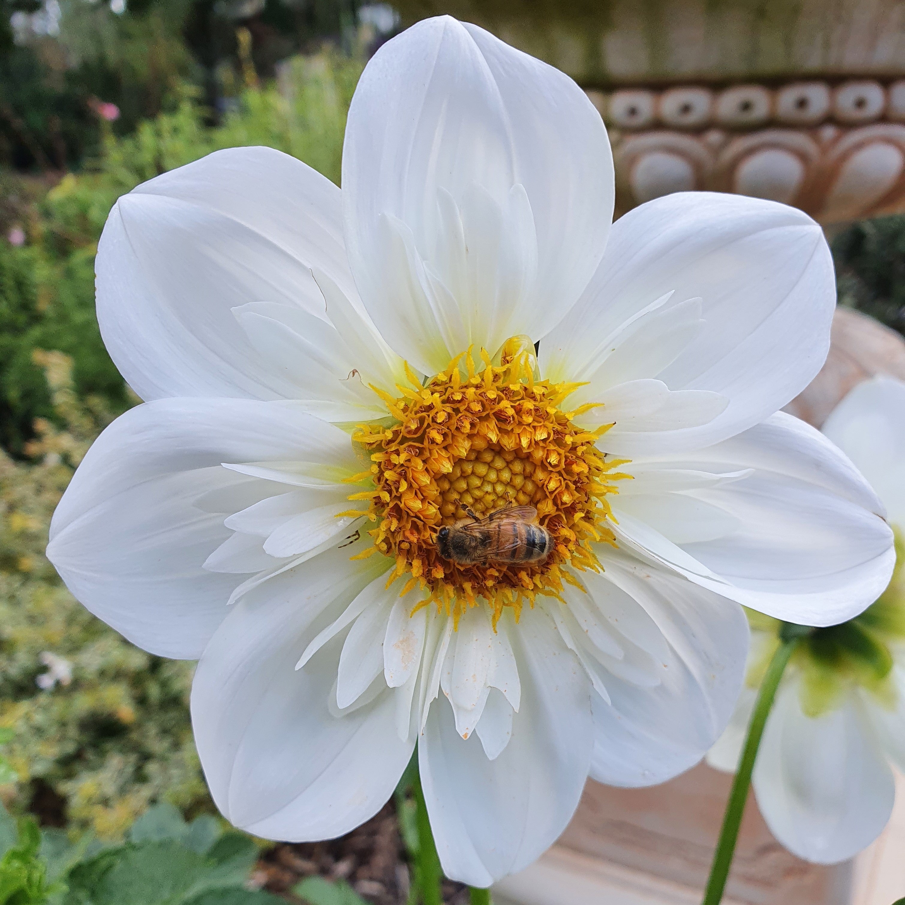Dahlia Collarette – Floral and Stem