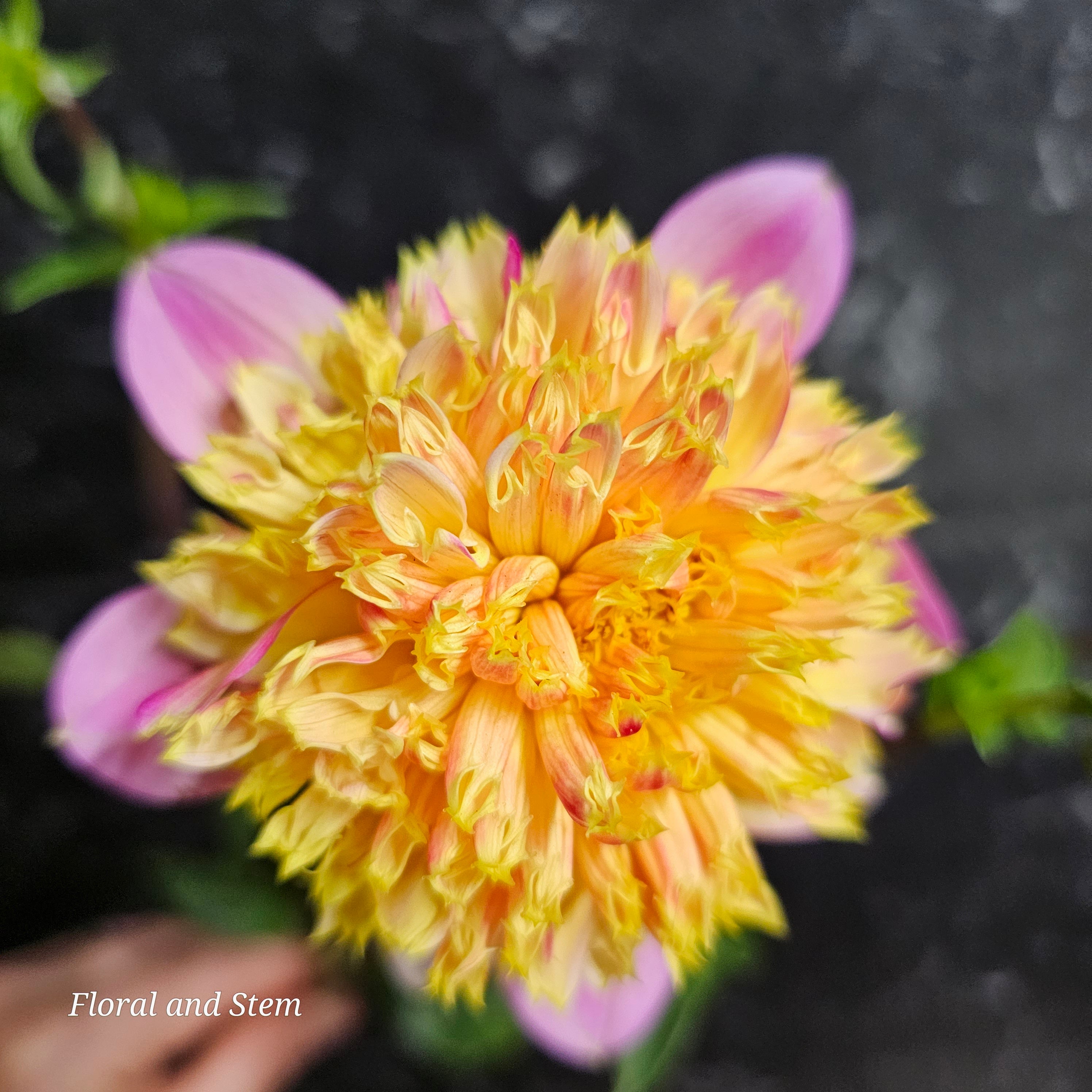Dahlia Anemone – Floral and Stem