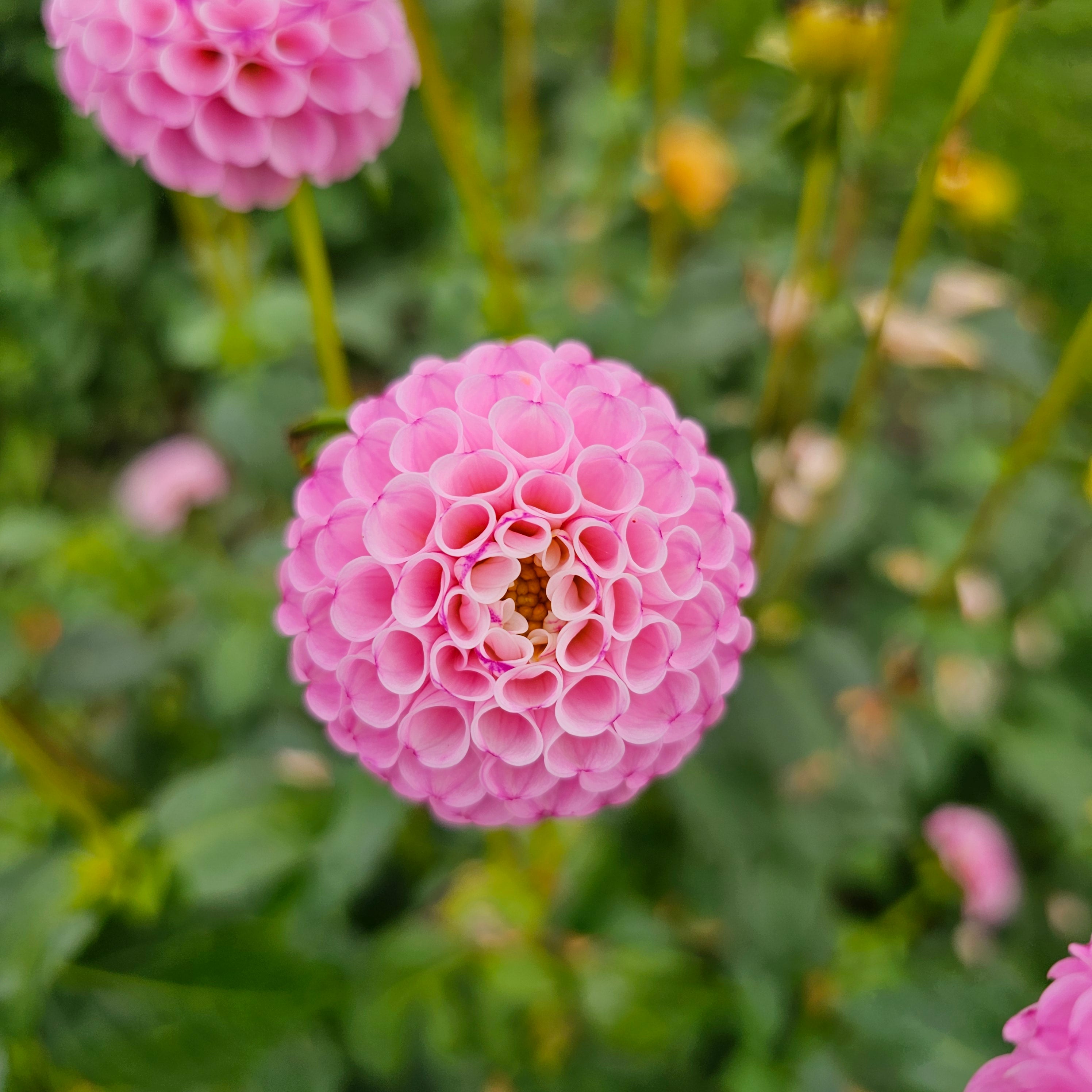 Products – Floral and Stem