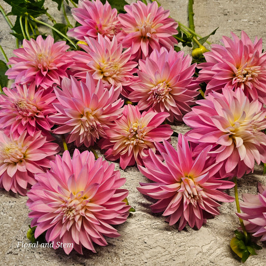 2024 Dahlia Tubers Sale - coming soon!!! – Floral and Stem