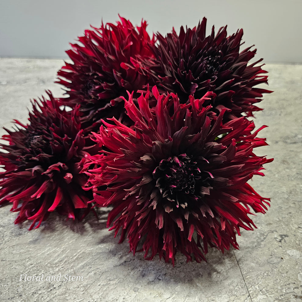 Kenora 'MACOP-B' – Floral and Stem