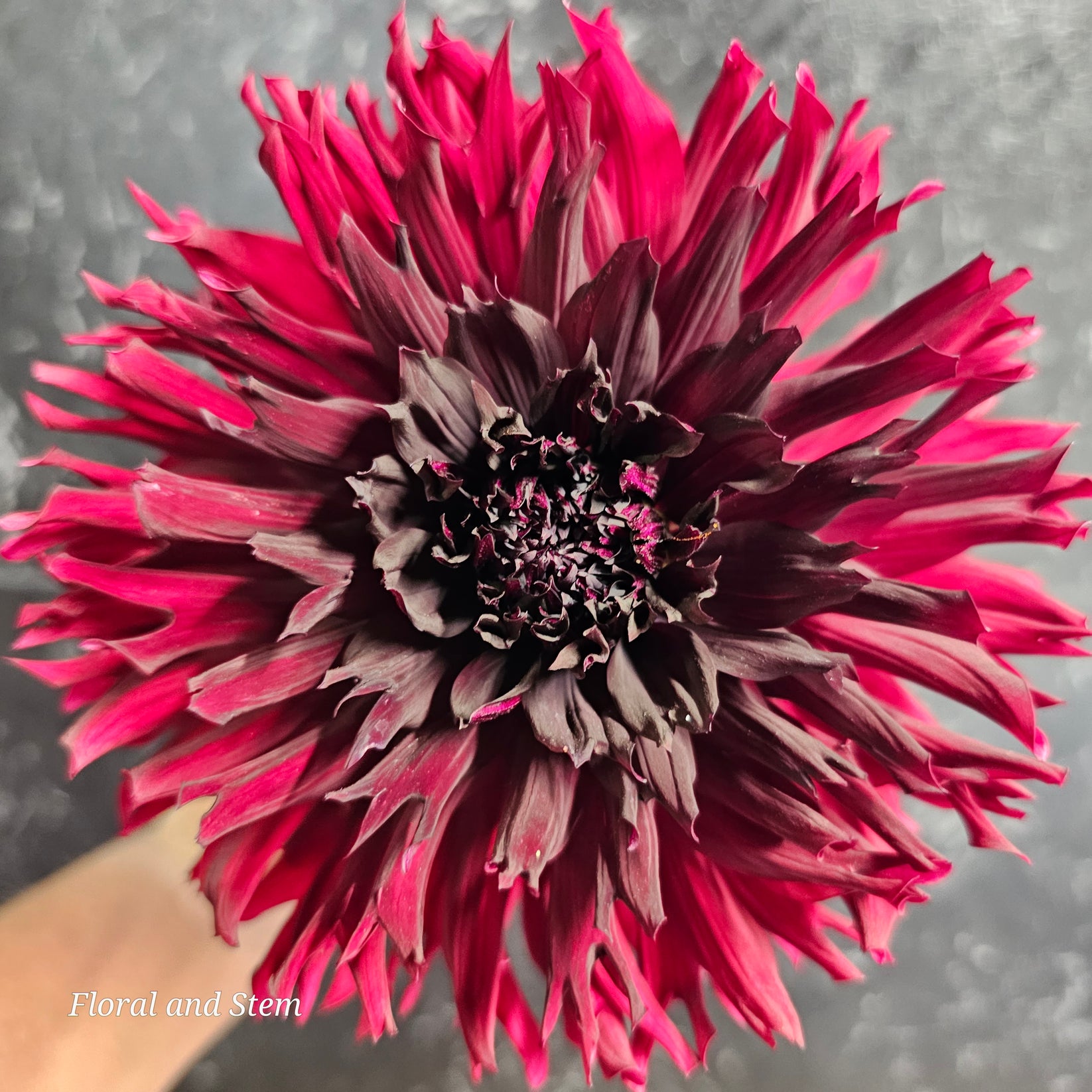 Black Macopa – Floral and Stem