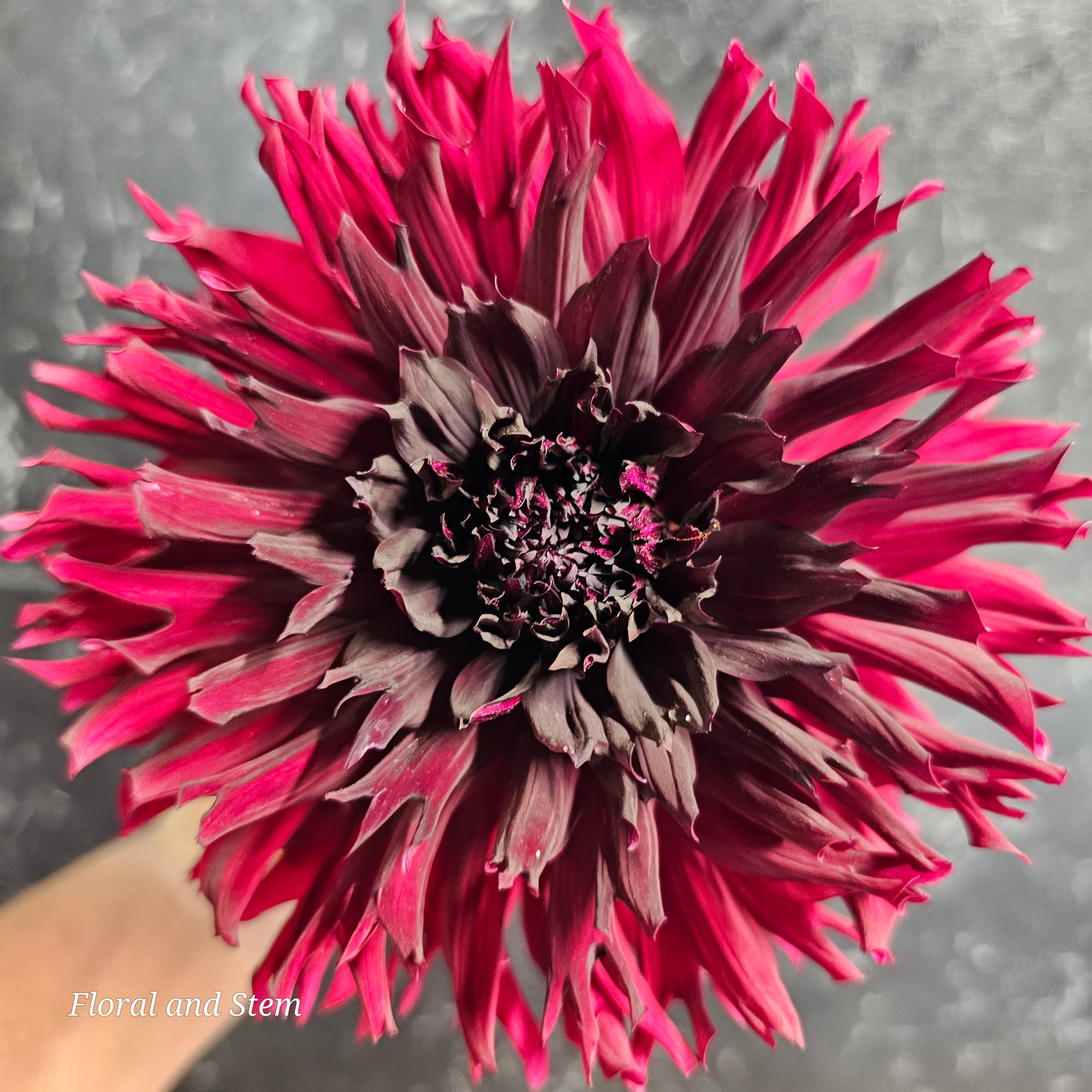 Kenora 'MACOP-B' – Floral and Stem