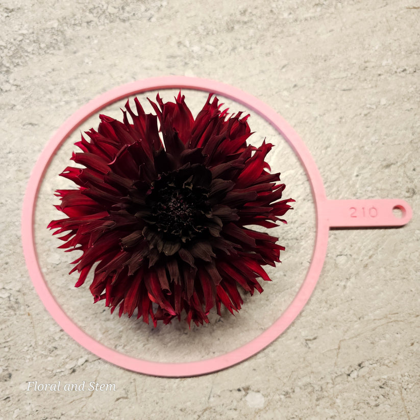 Kenora 'MACOP-B' – Floral and Stem