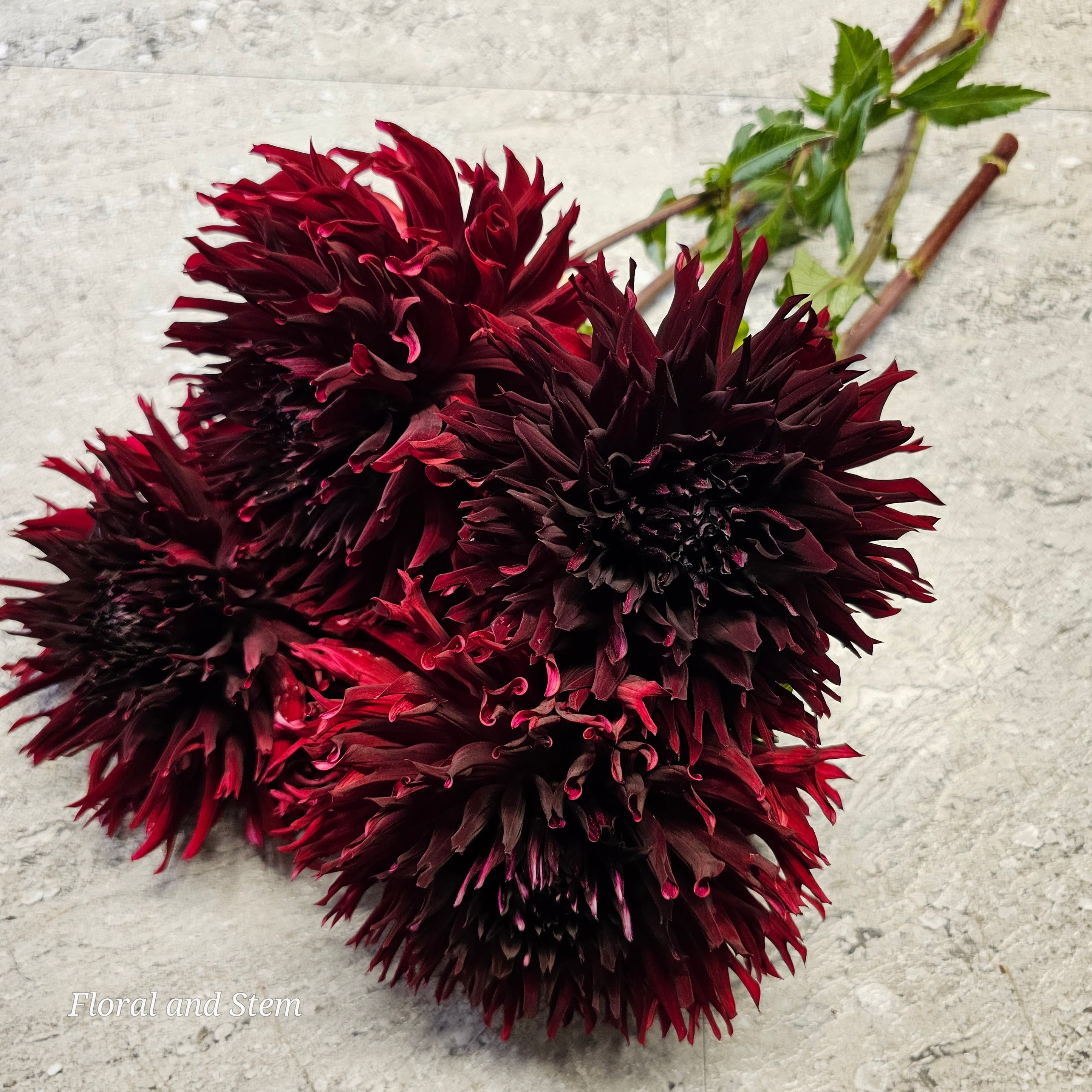 Kenora 'MACOP-B' – Floral and Stem