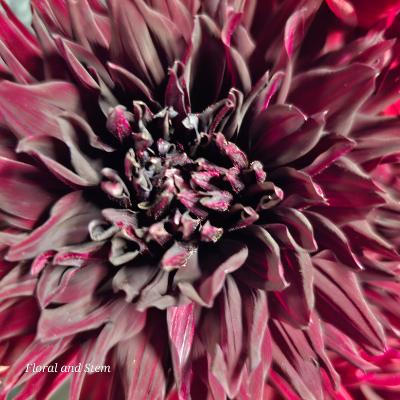 Kenora 'MACOP-B' – Floral and Stem