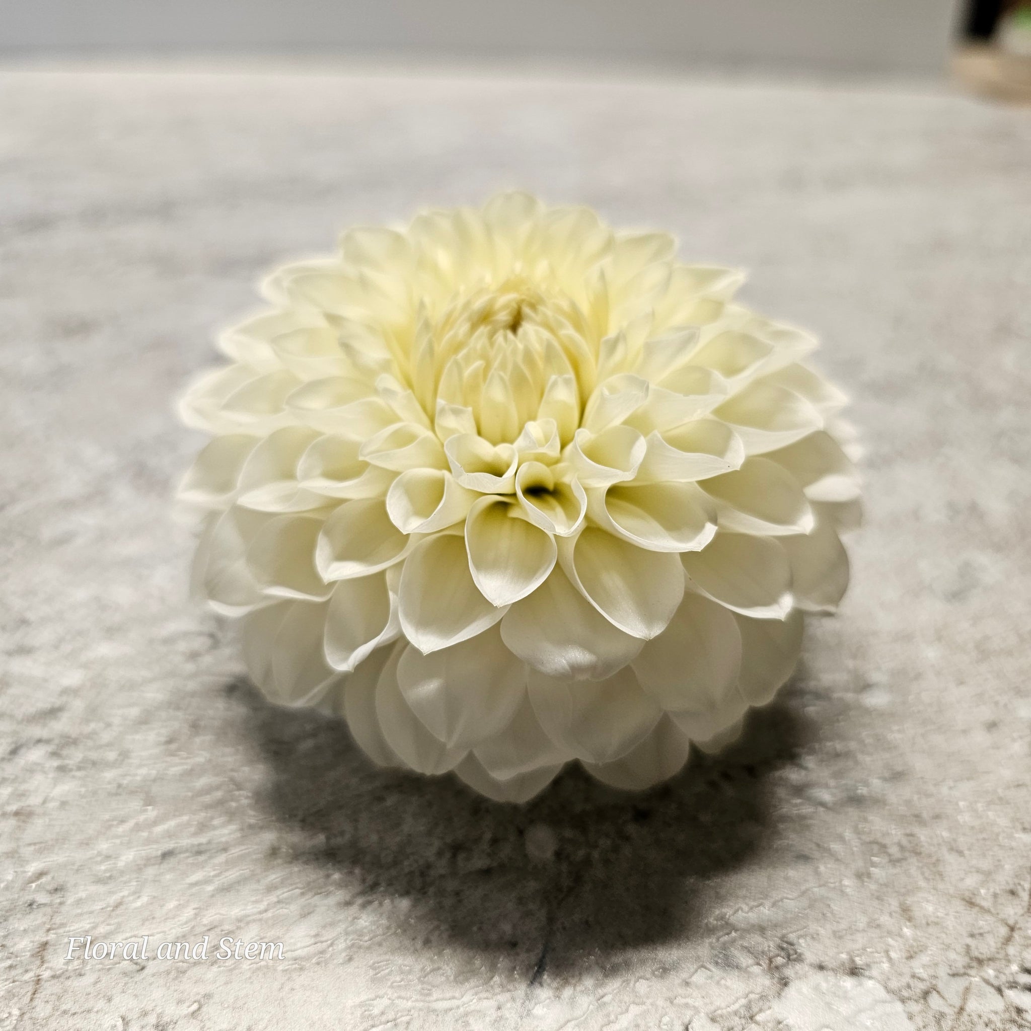 Boundary Snowflake – Floral and Stem