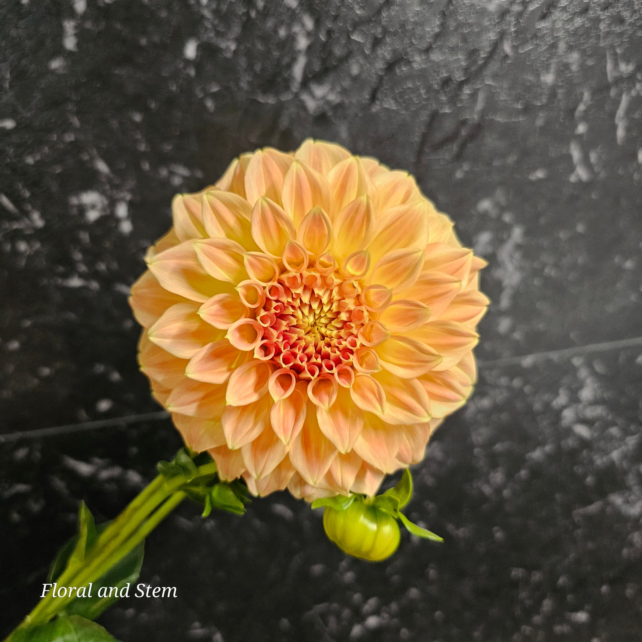 Sand Dune – Floral and Stem