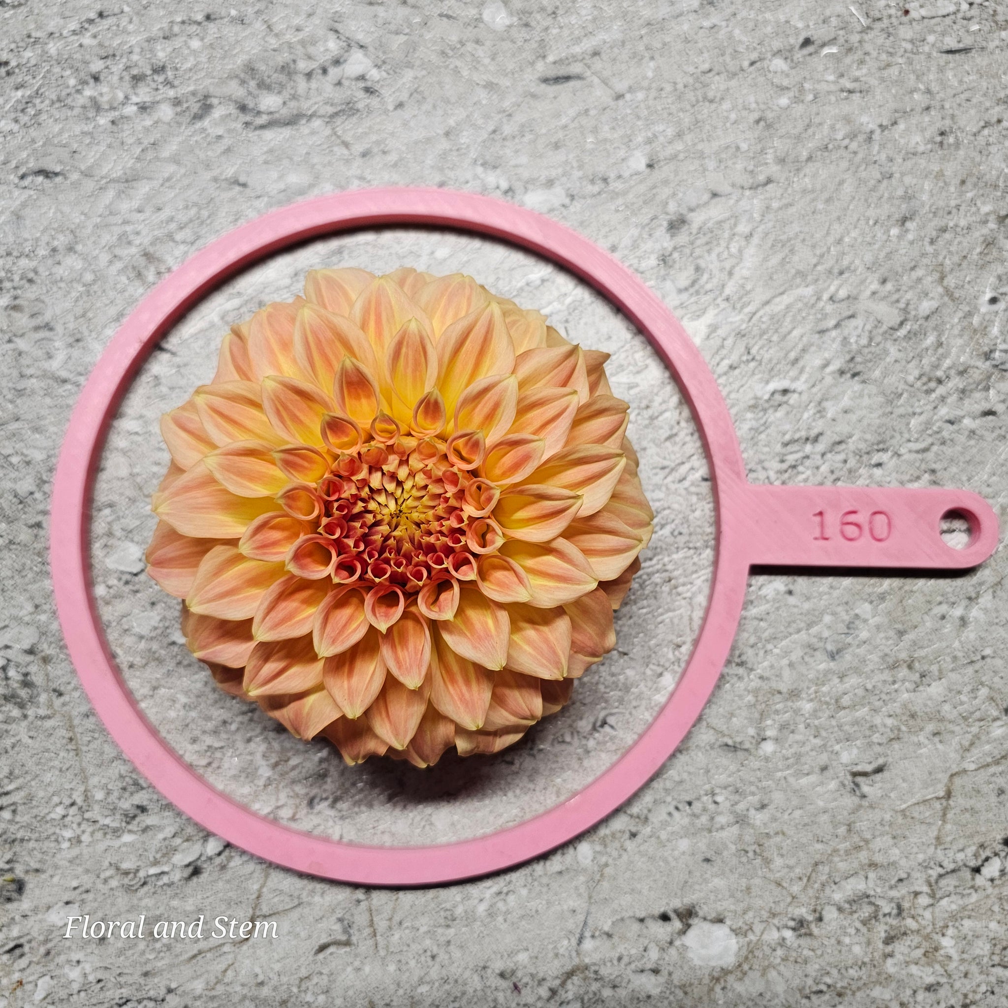 Bracken Sarah – Floral and Stem