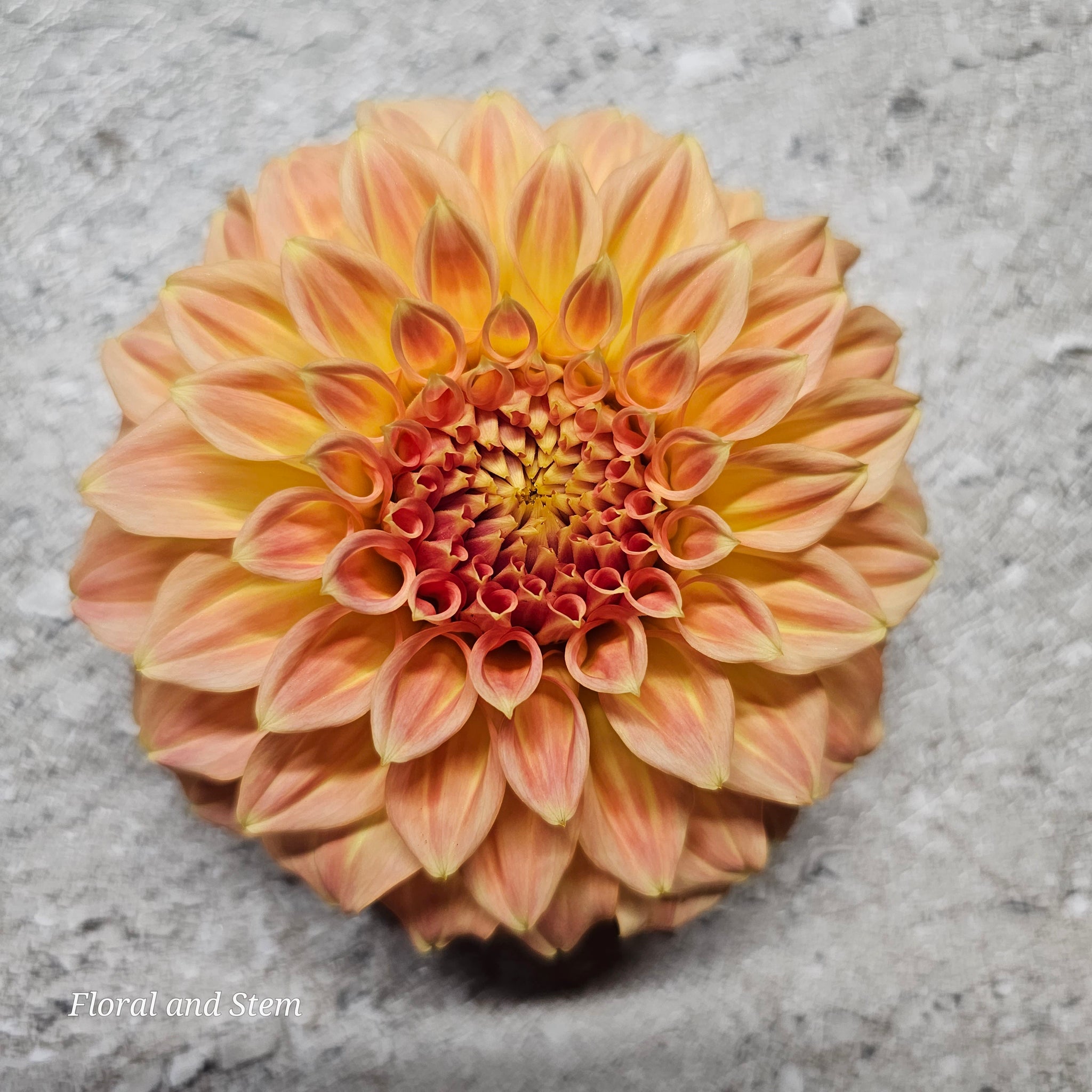 Bracken Sarah – Floral and Stem