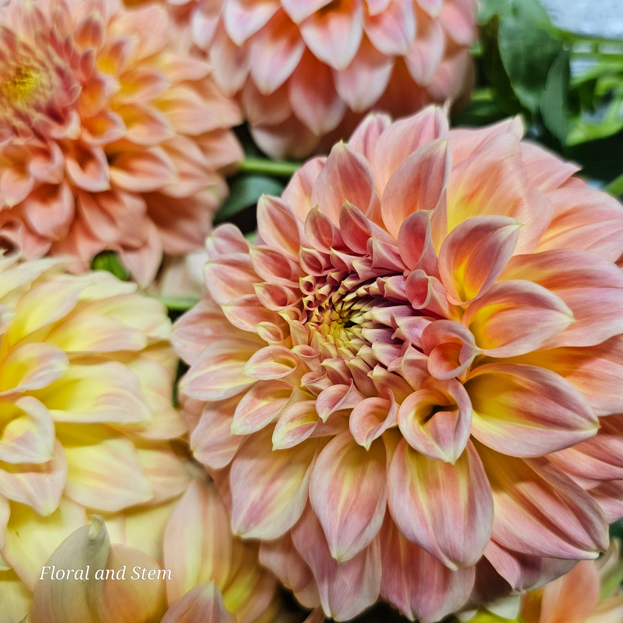 Bracken Sarah – Floral and Stem