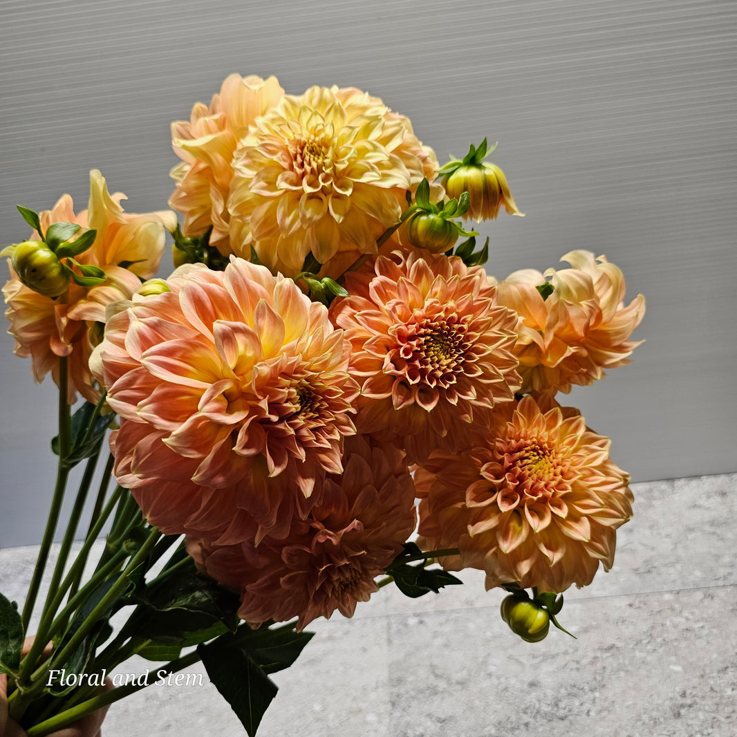 2024 Dahlia Tubers Sale - coming soon!!! – Floral and Stem