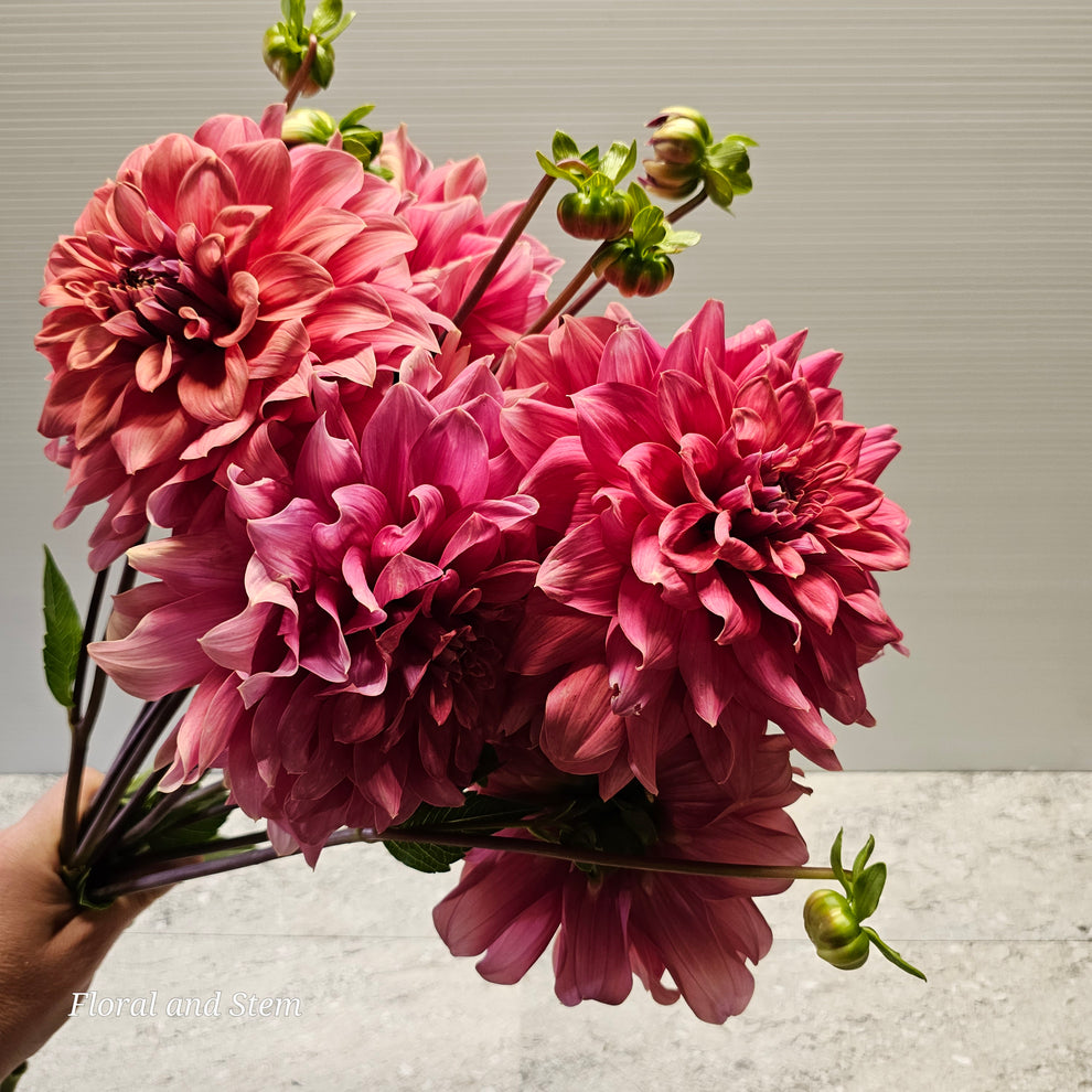 Lileah Caramel Rose – Floral and Stem