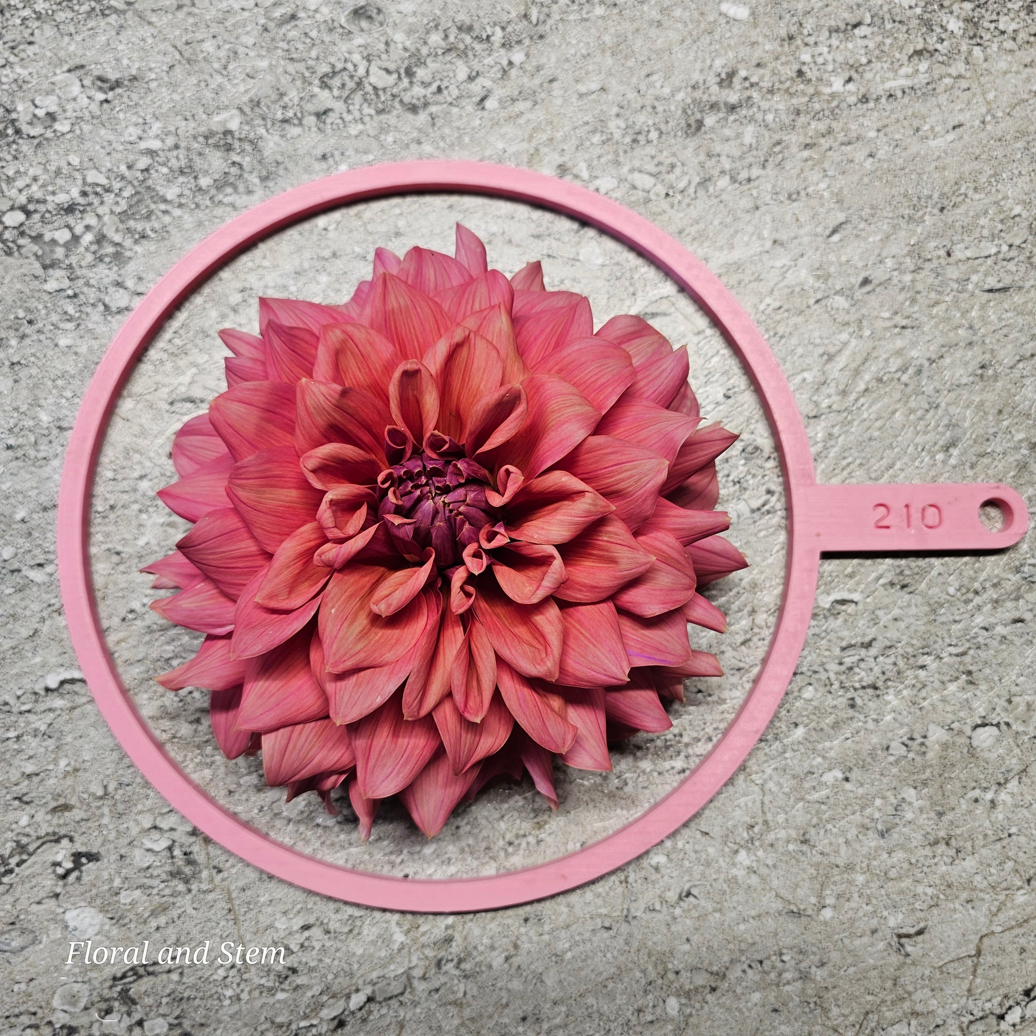 Lileah Caramel Rose – Floral and Stem