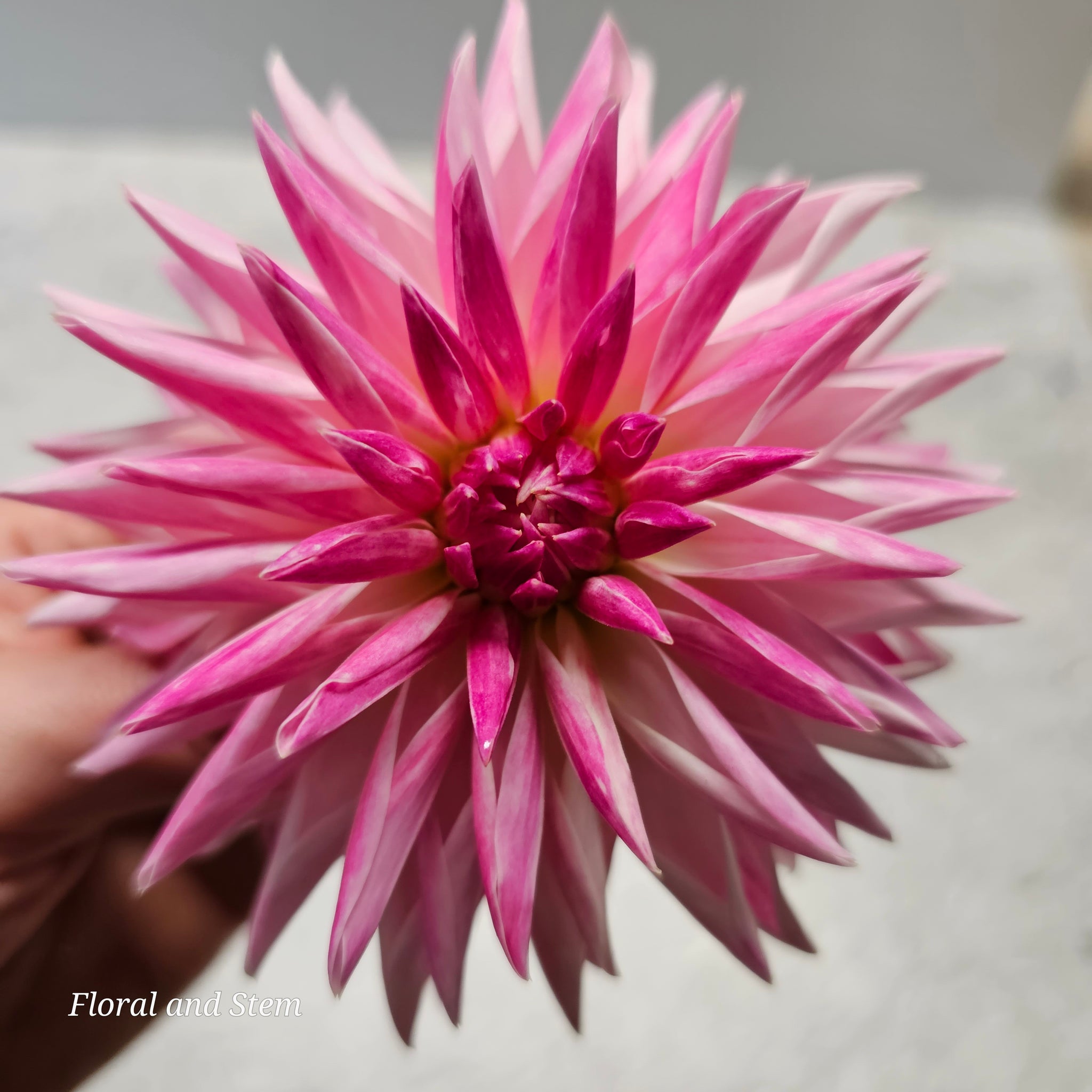 Christie Galah – Floral and Stem