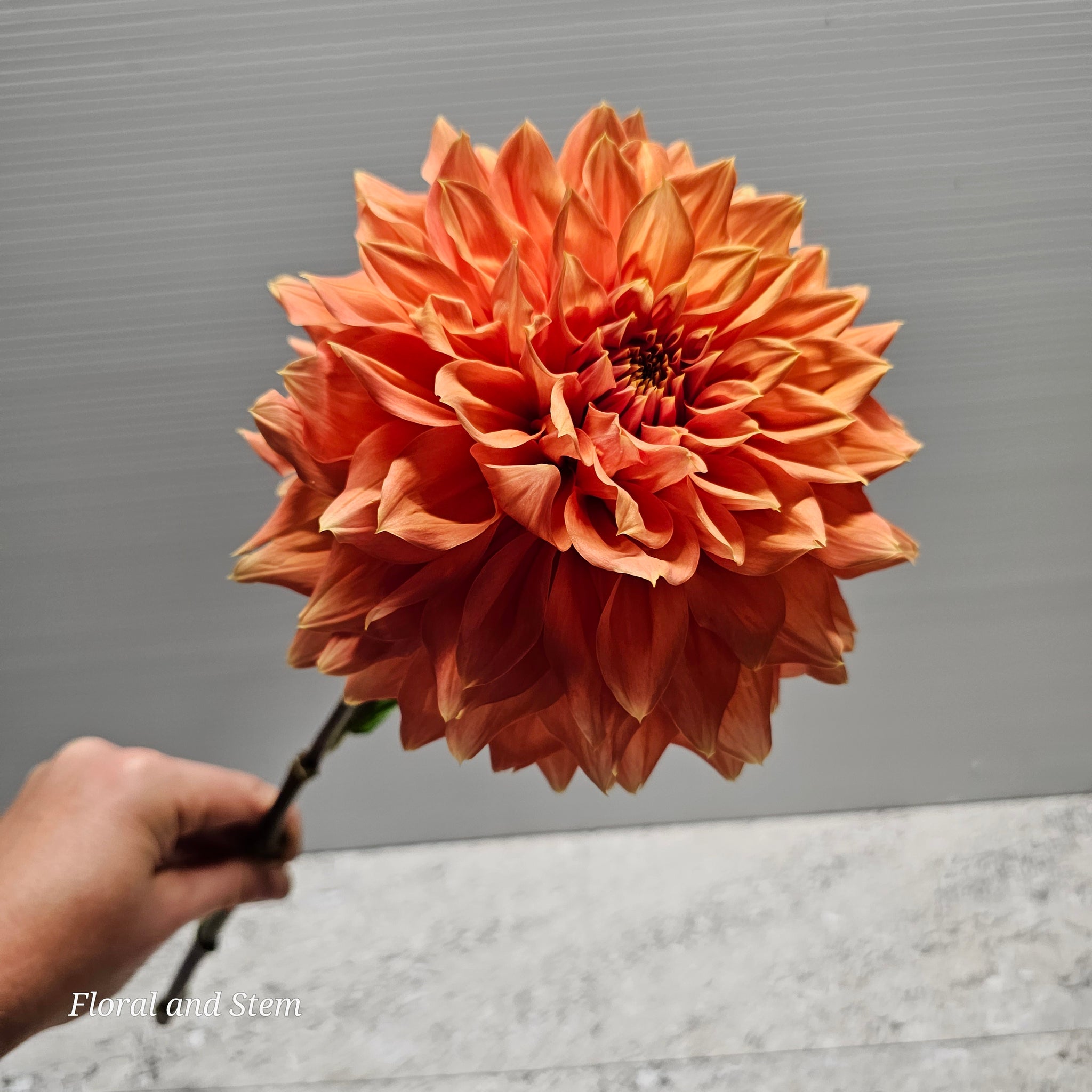 Christie Leader – Floral and Stem