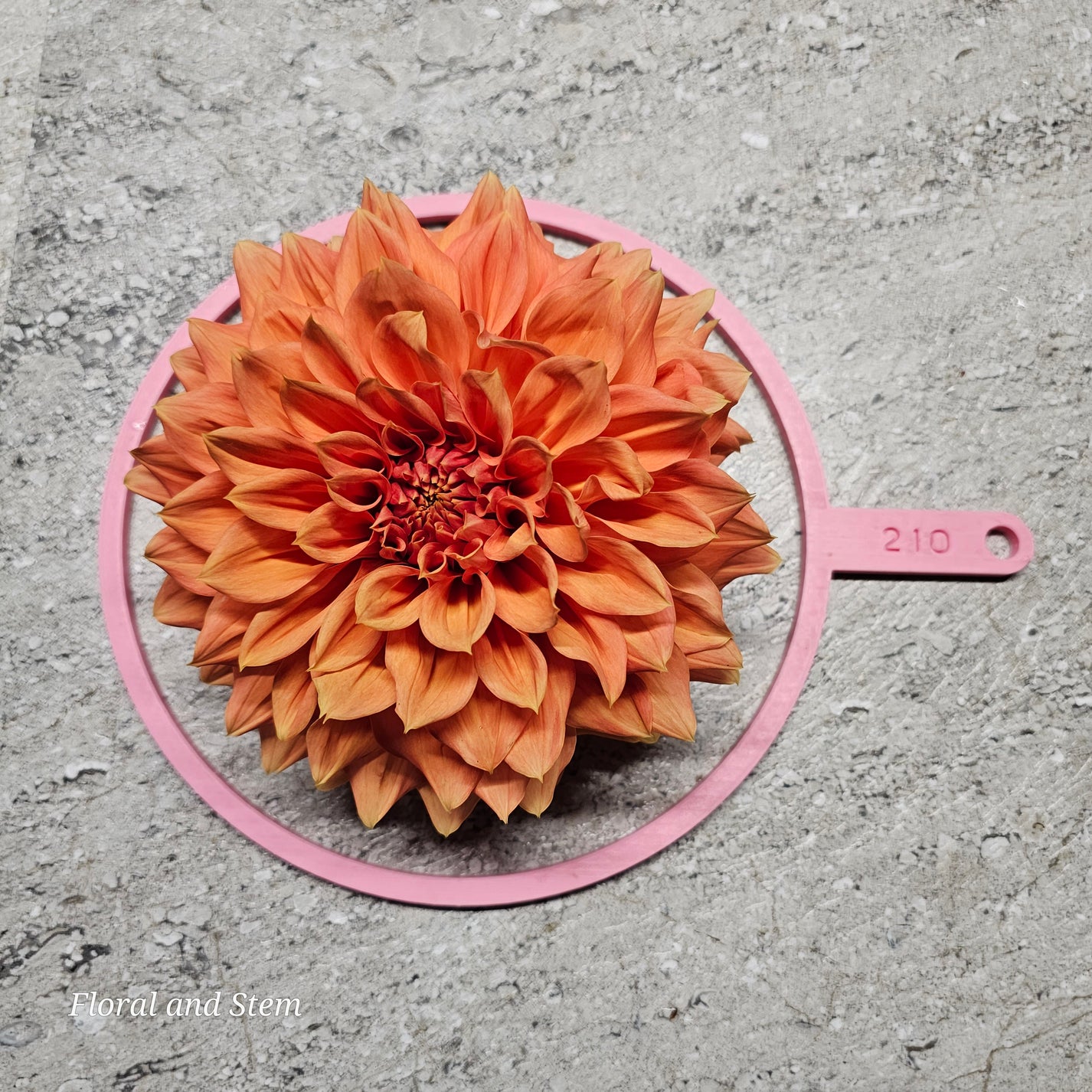 Christie Leader – Floral and Stem