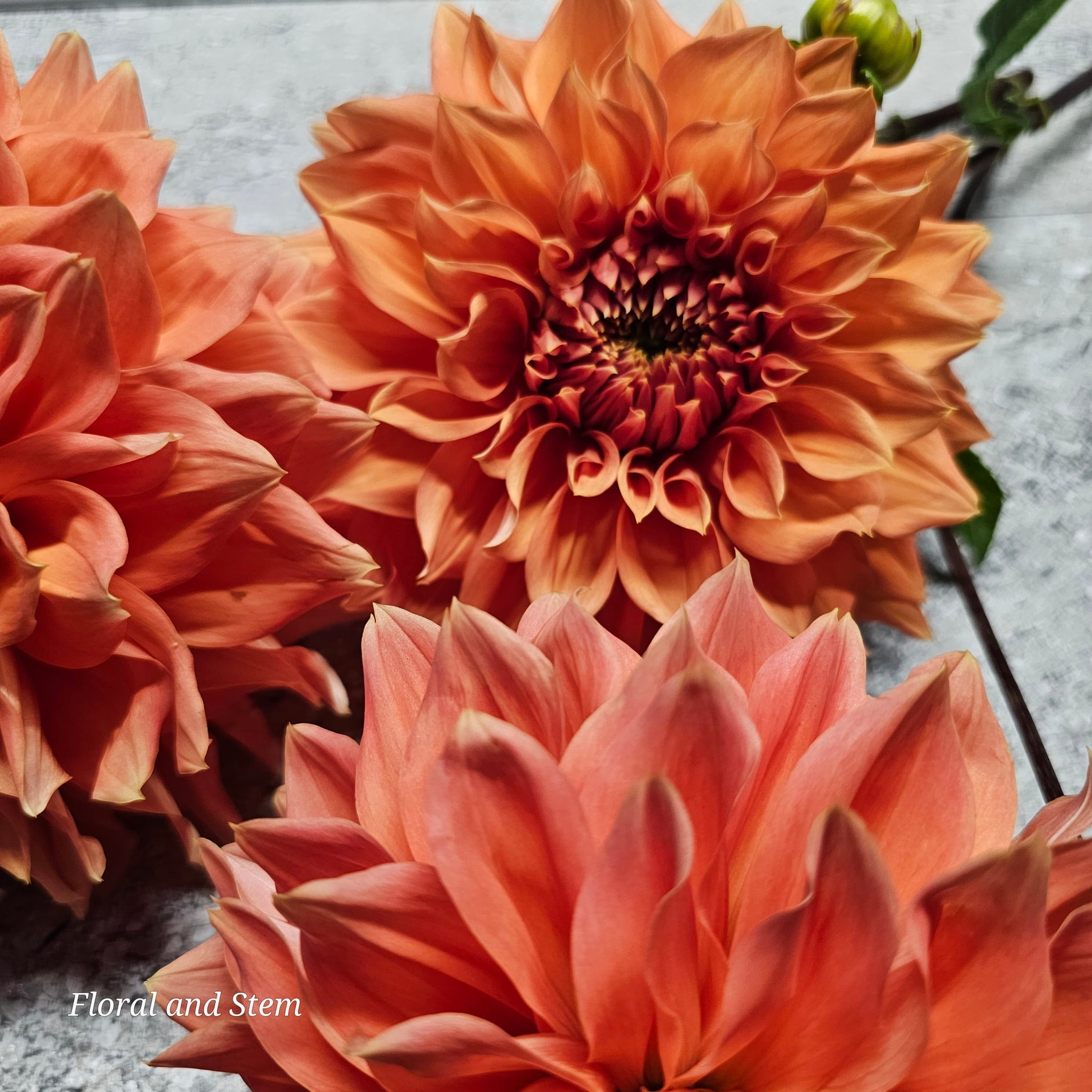 Christie Leader – Floral and Stem