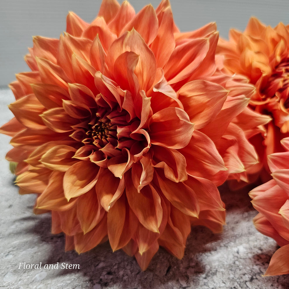 Christie Leader – Floral and Stem