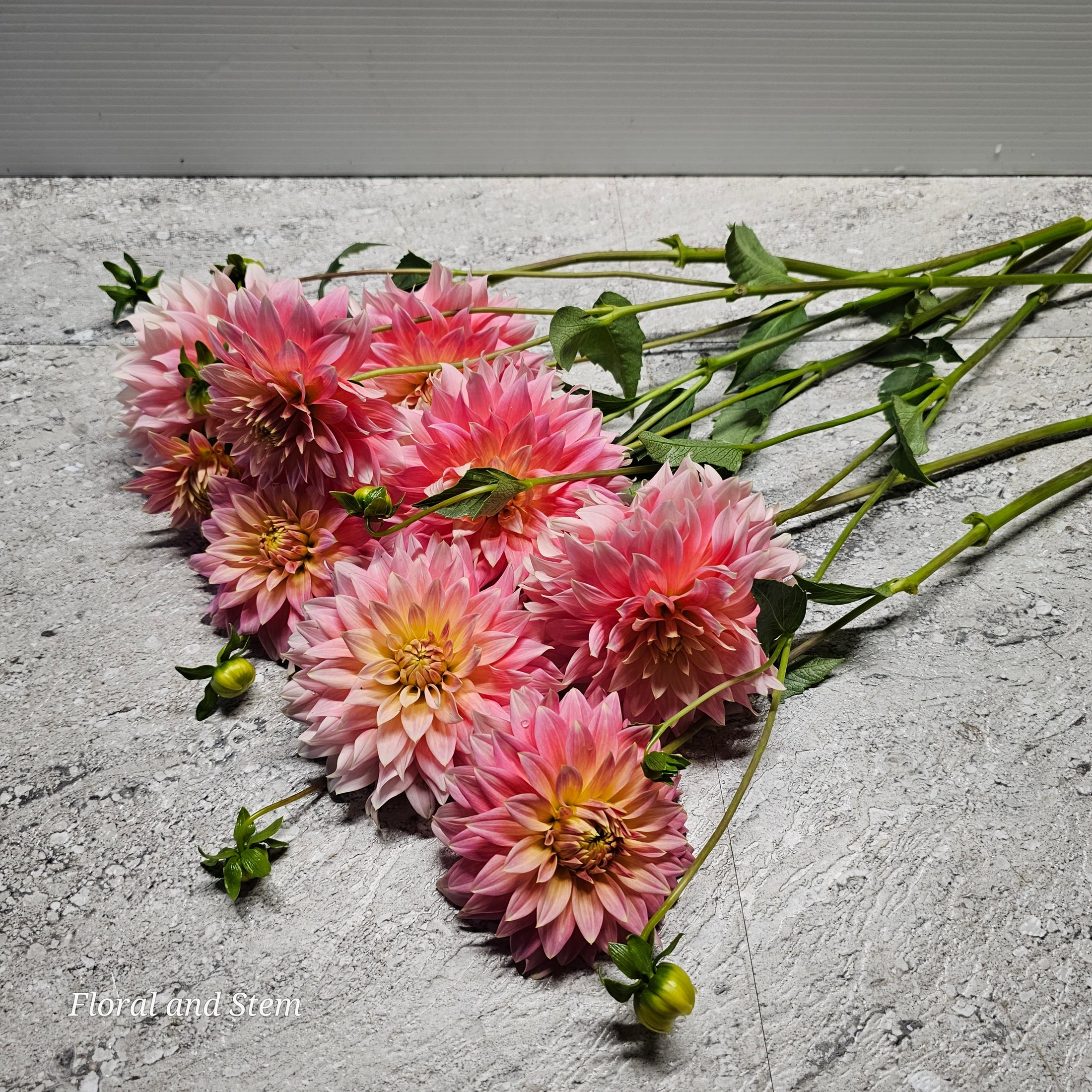 Cliff's Salmon – Floral and Stem