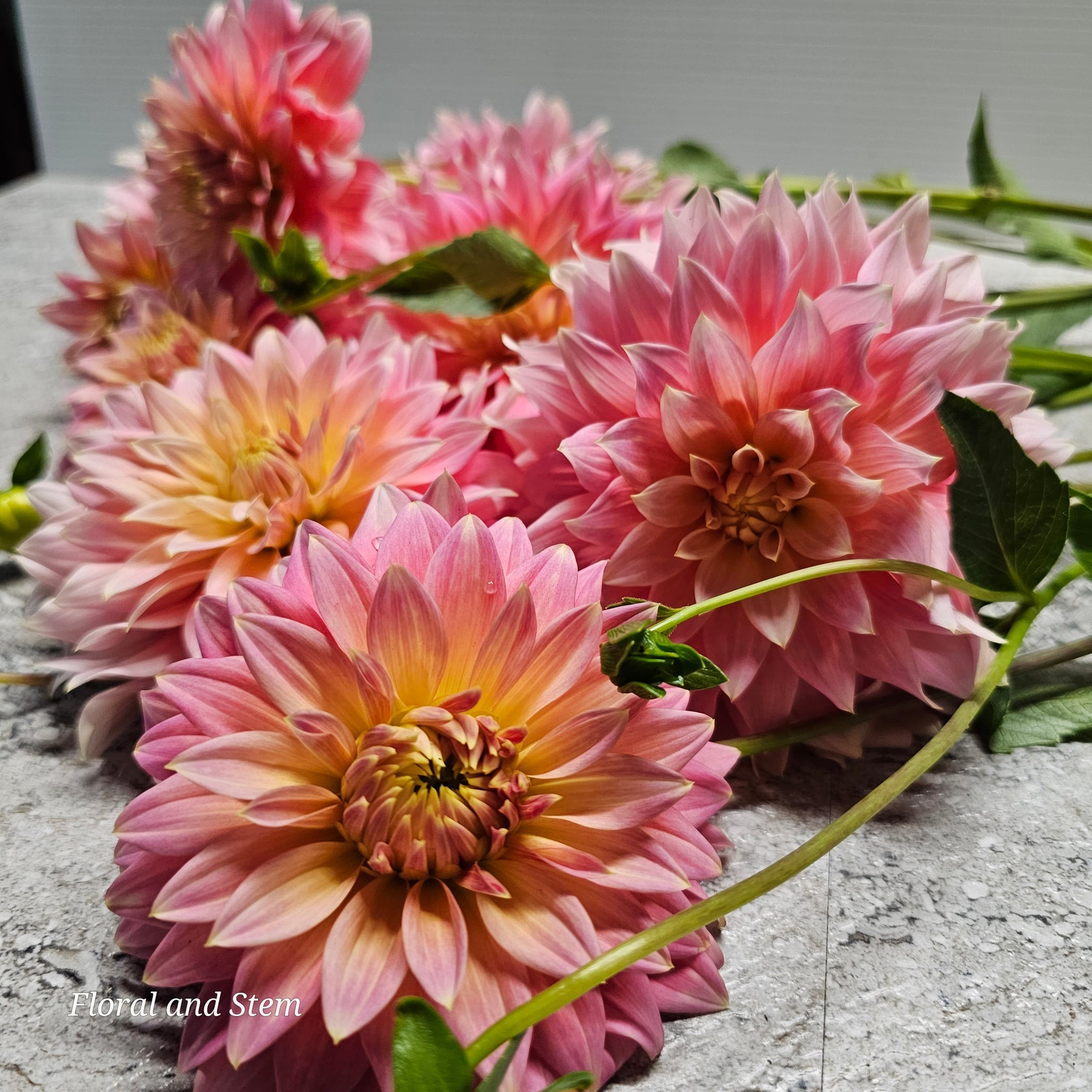 Cliff's Salmon – Floral and Stem