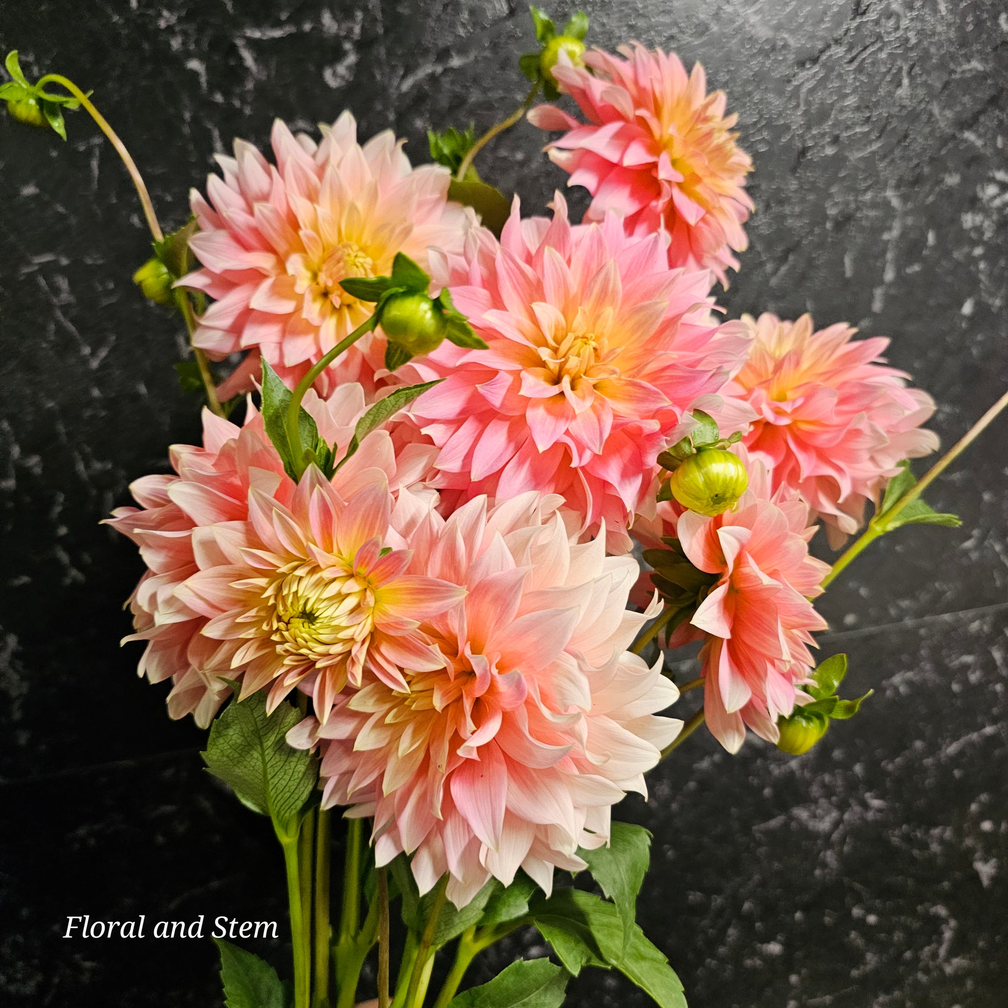 Cliff's Salmon – Floral and Stem
