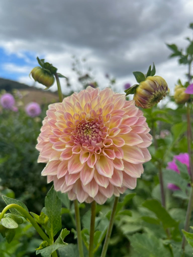 Coorabell Astrid – Floral and Stem