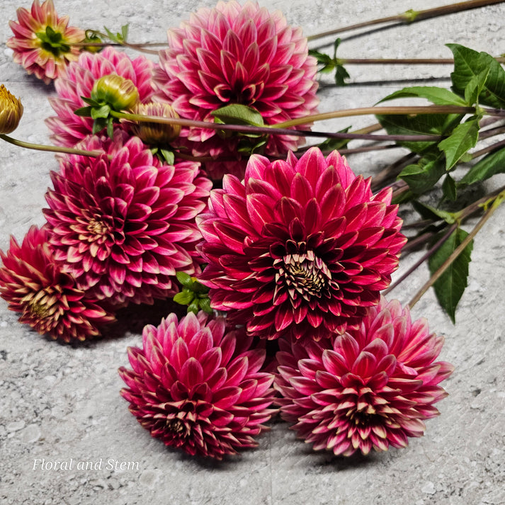 Coral Isle Floral And Stem
