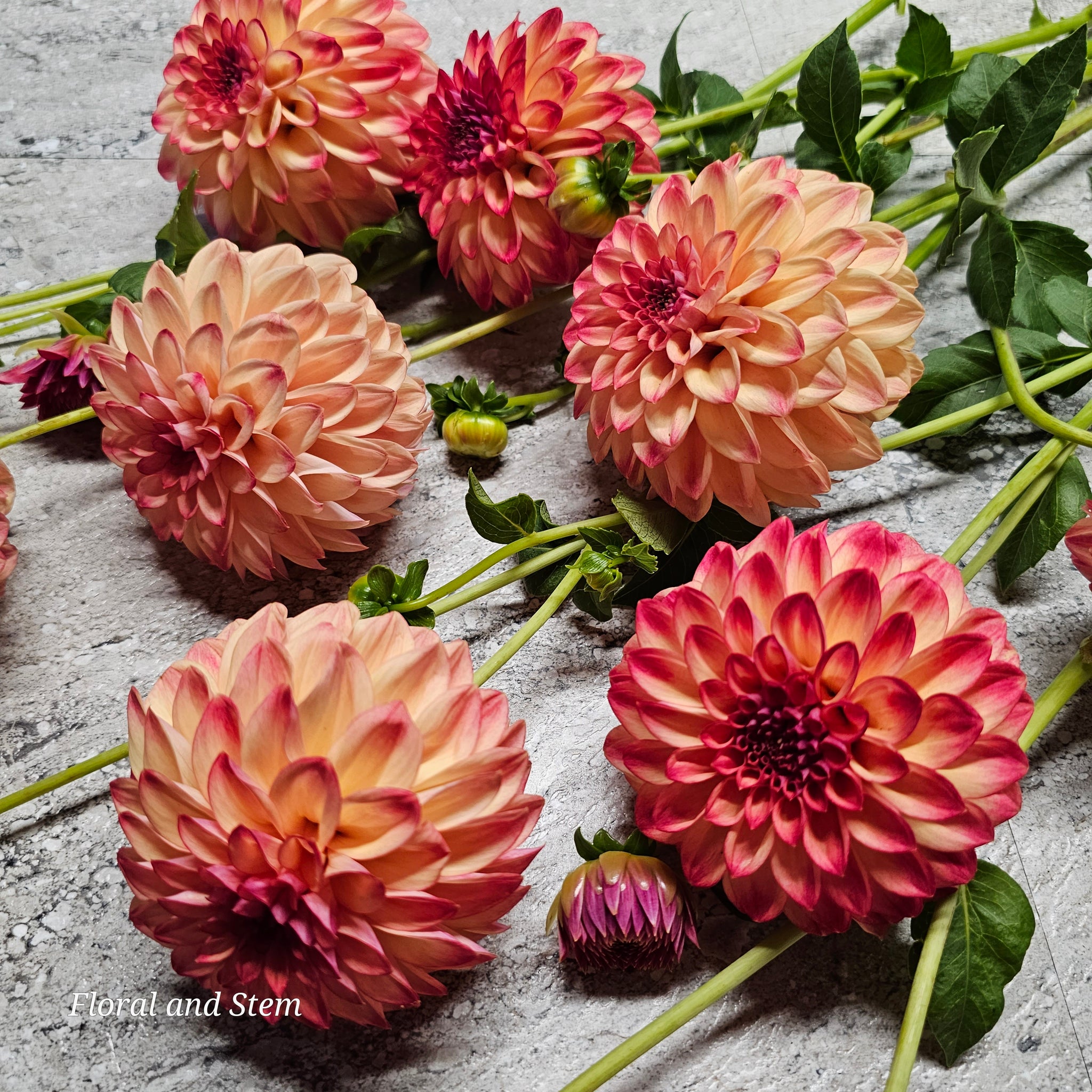 Darbro Highlands – Floral and Stem
