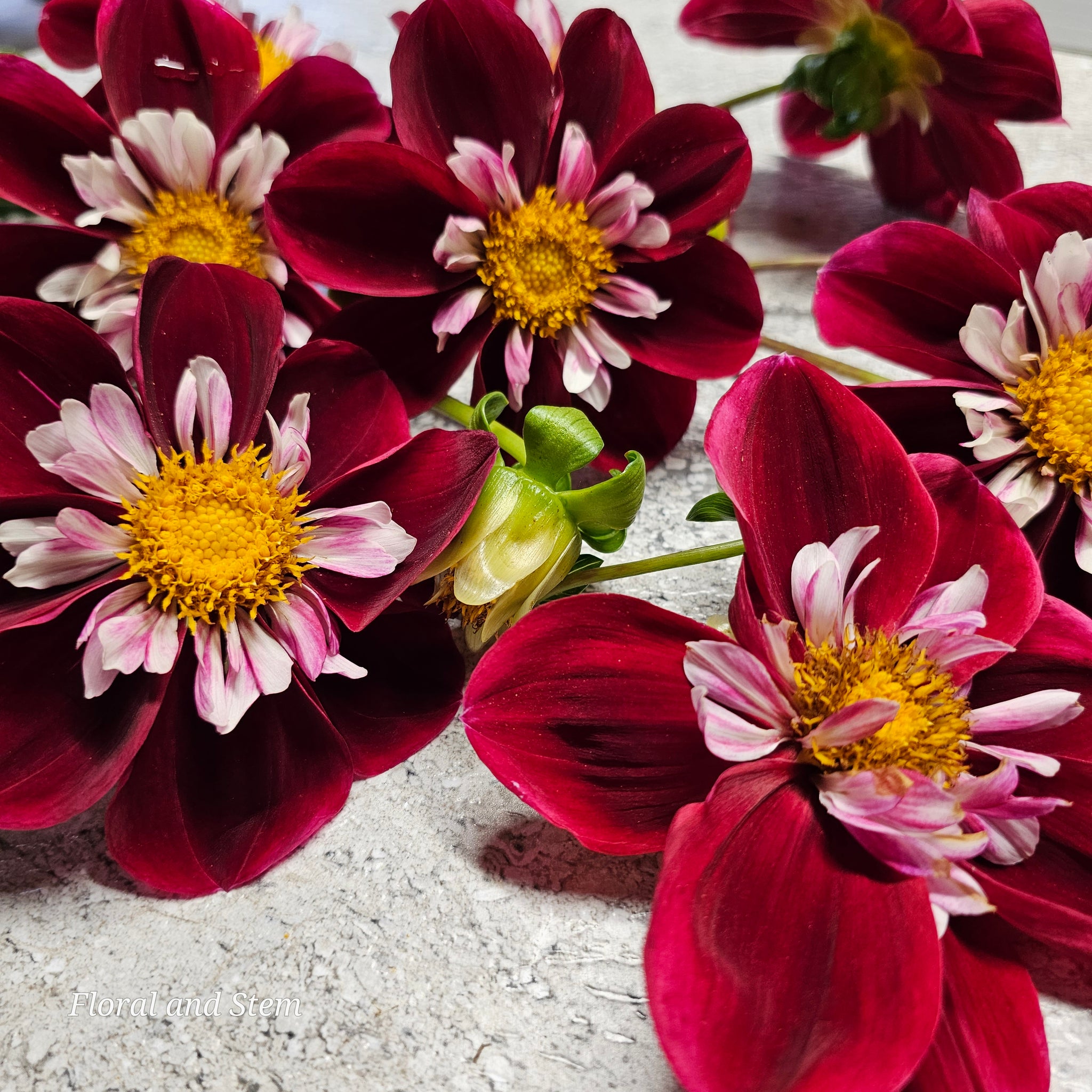 Darbro Marianne – Floral and Stem