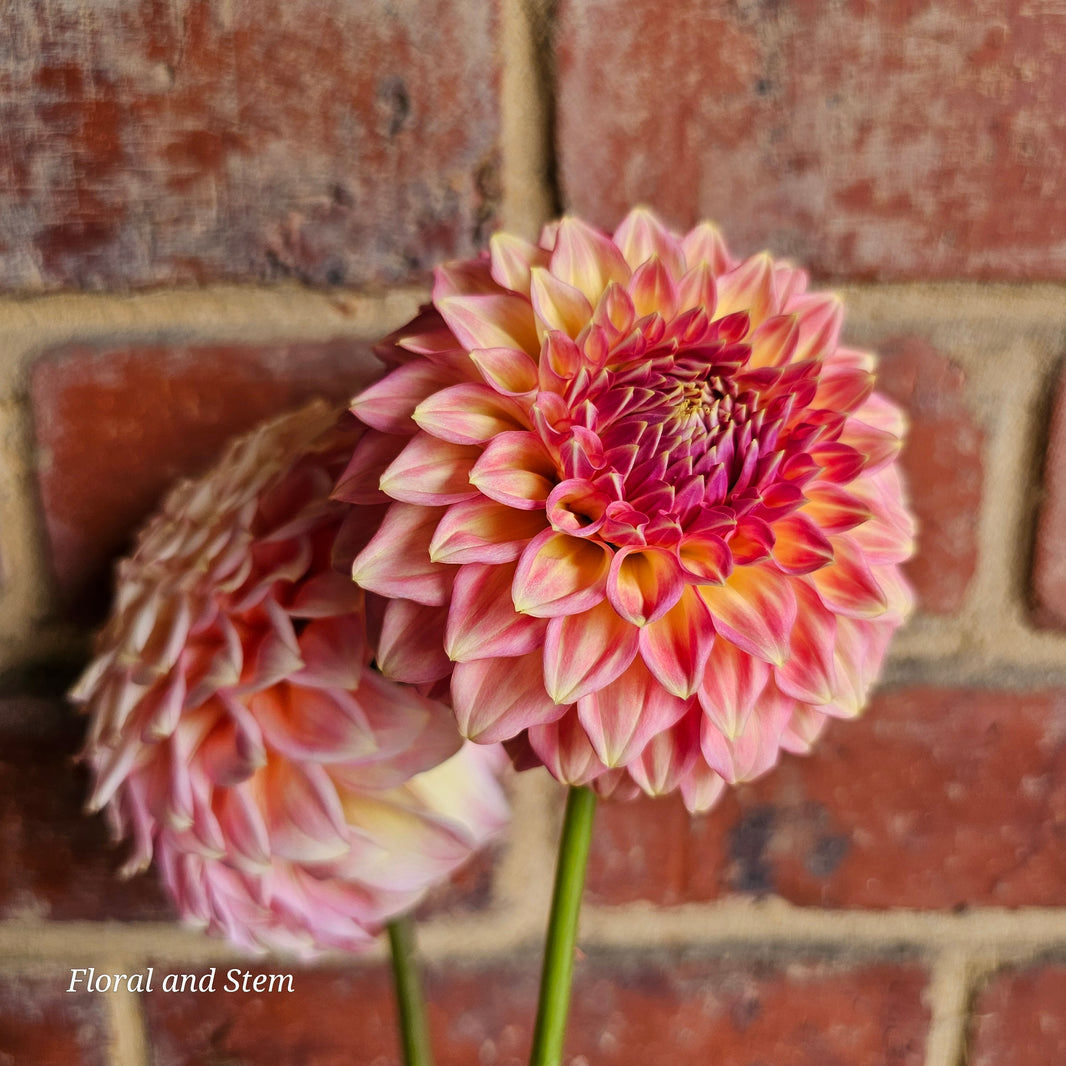 Products – Page 5 – Floral and Stem