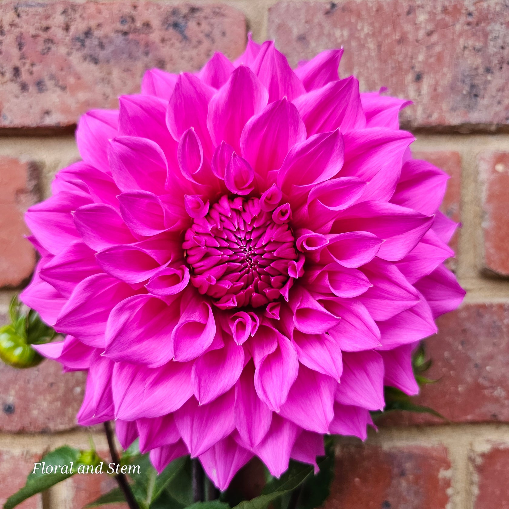 Elma Elizabeth – Floral and Stem