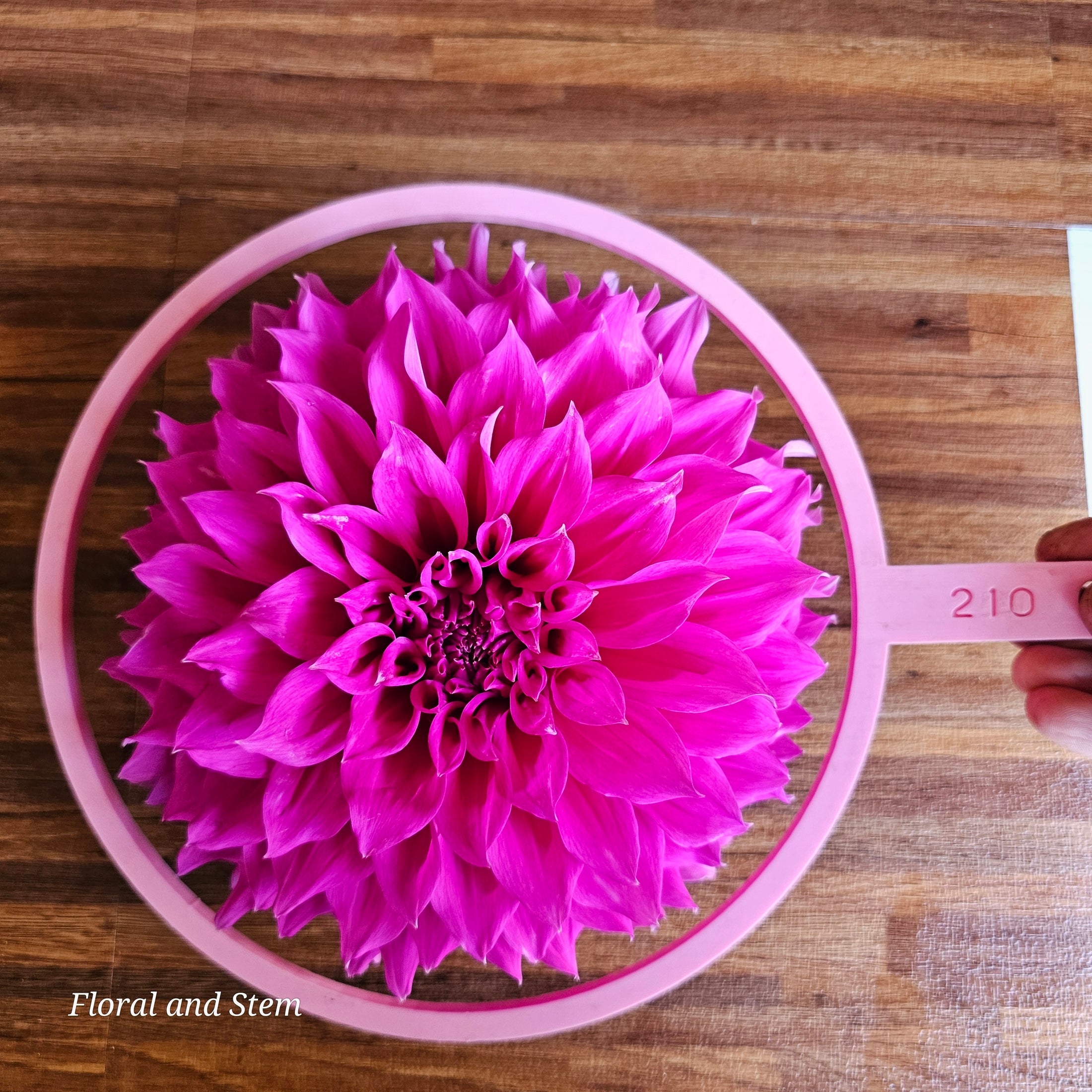 Elma Elizabeth – Floral and Stem