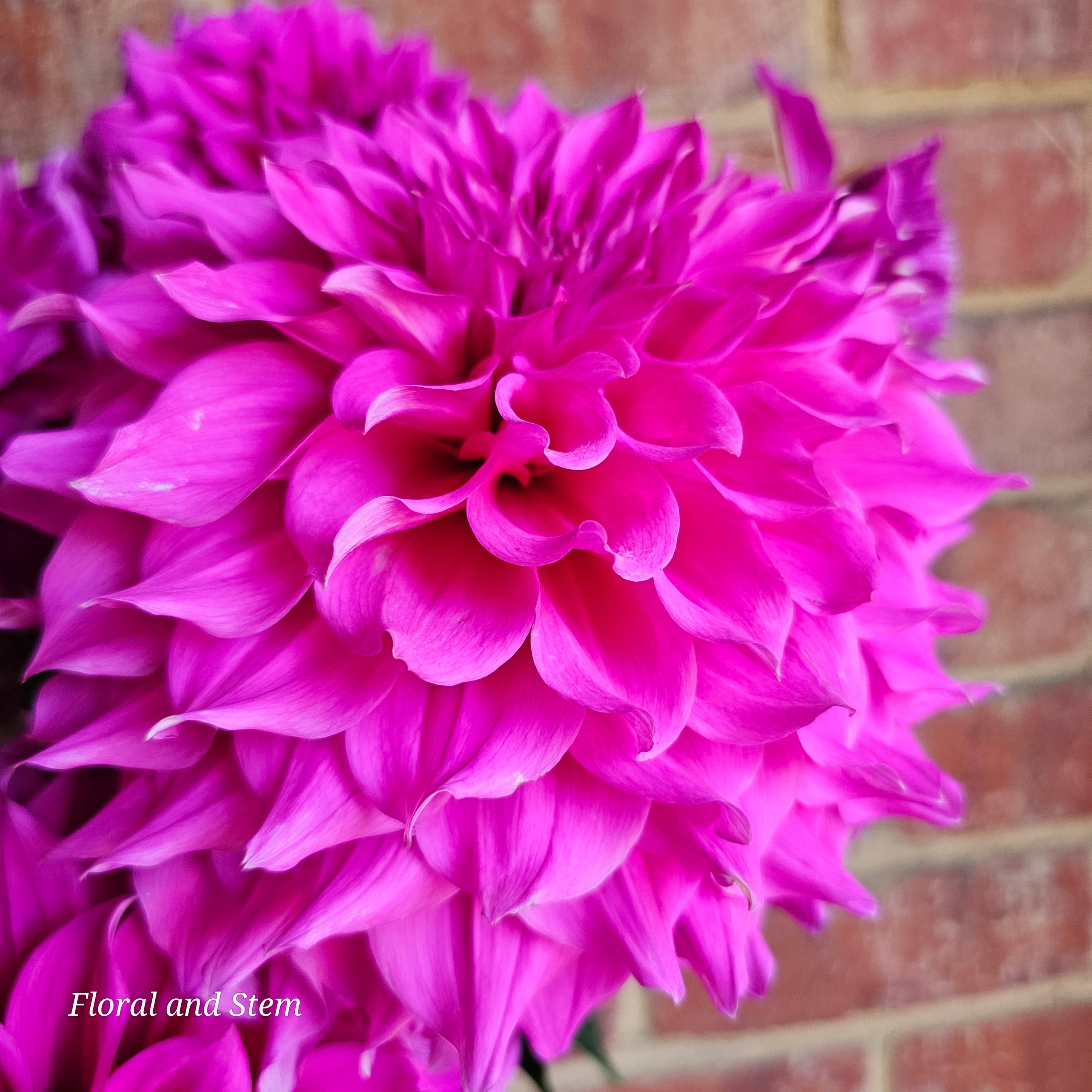 Elma Elizabeth – Floral and Stem
