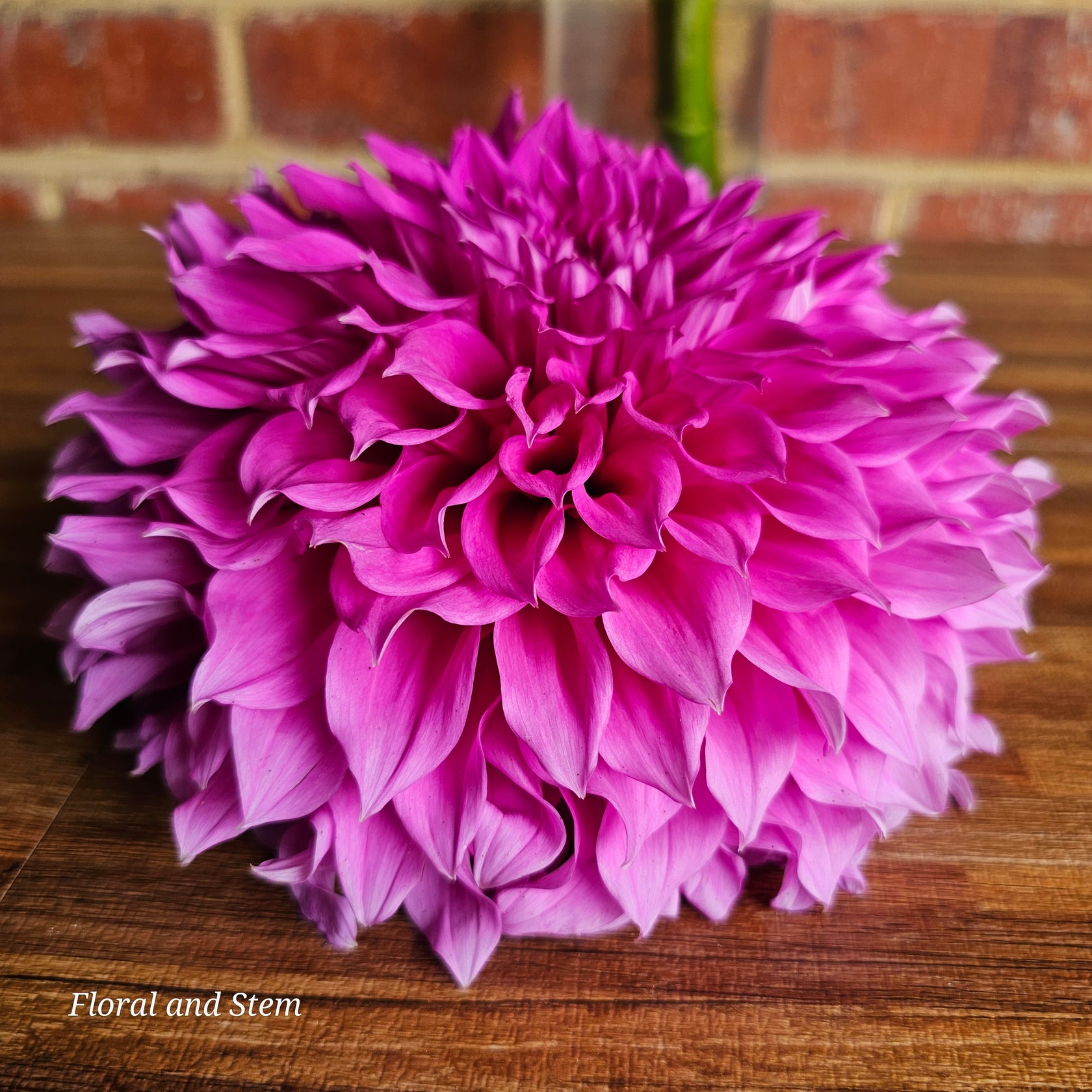 Elma Elizabeth – Floral and Stem