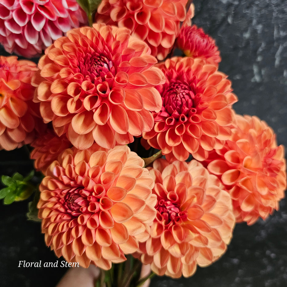 Cut Flower Starter collection – Floral and Stem