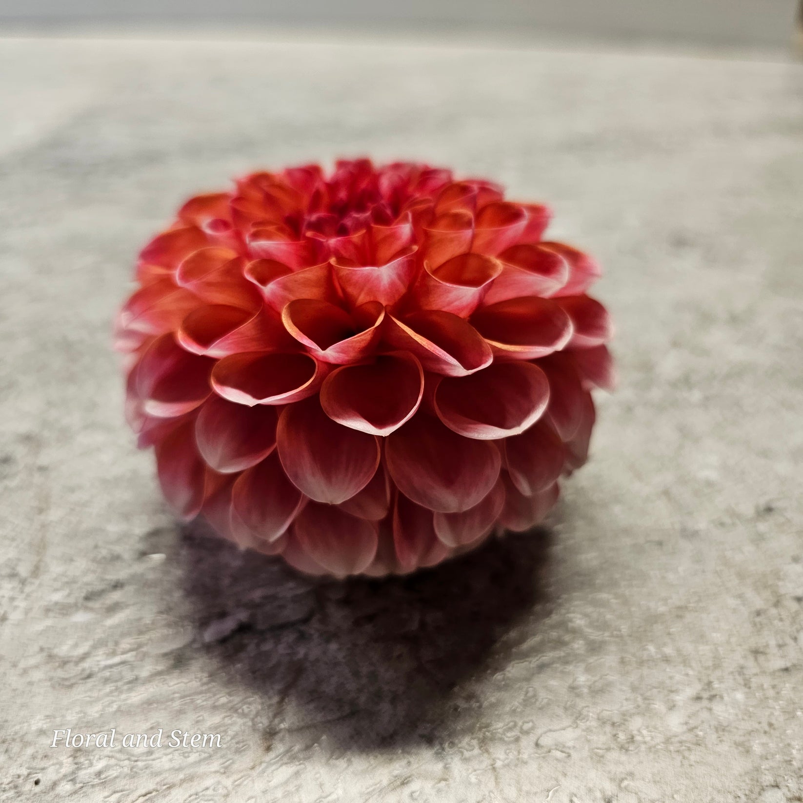 Florelie Angostura – Floral and Stem