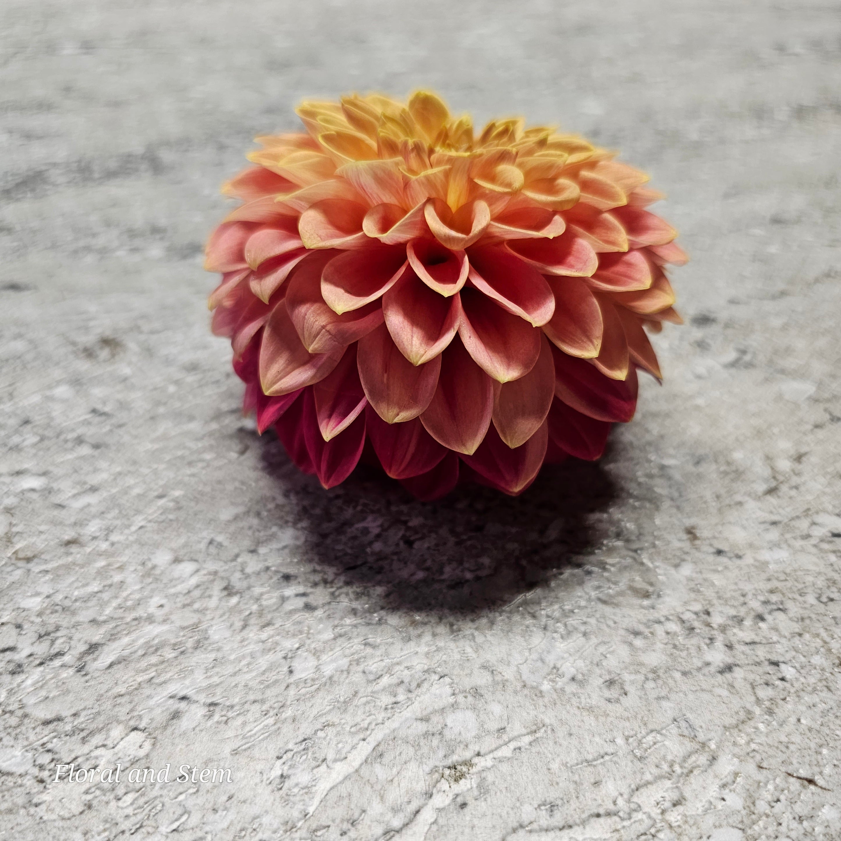 Florelie Fruit Tingle – Floral and Stem