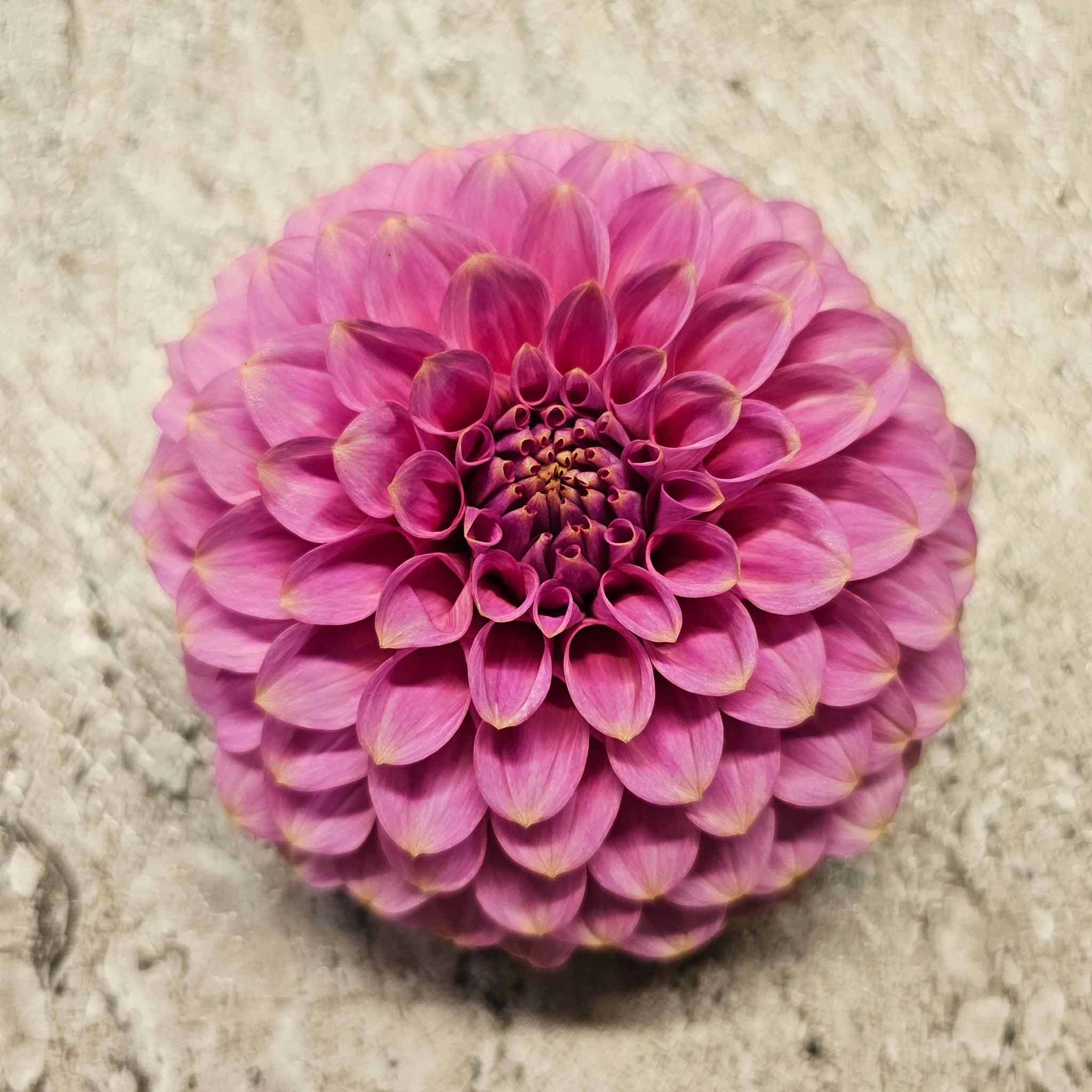 Florelie Oracle – Floral and Stem