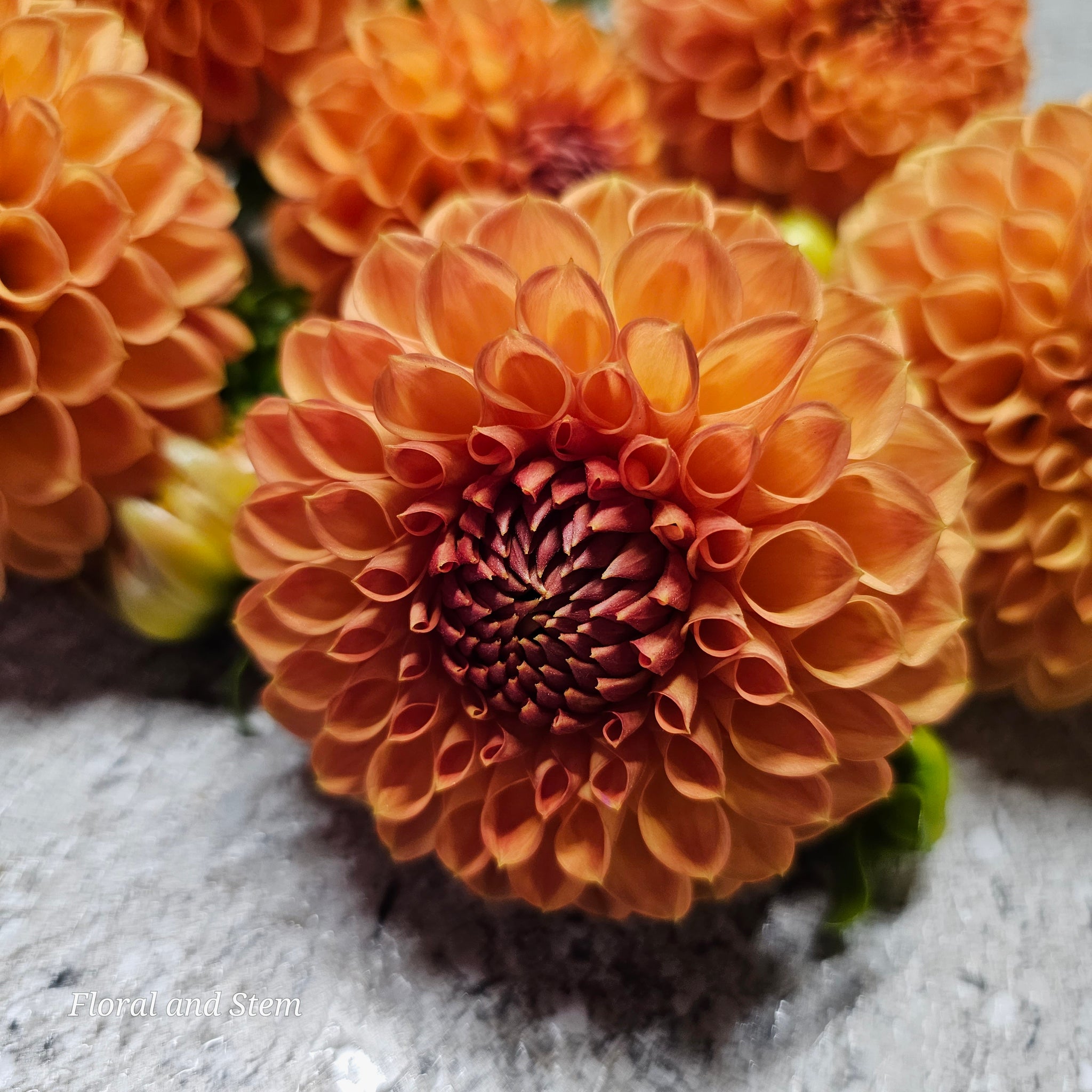 Formby Crest – Floral and Stem