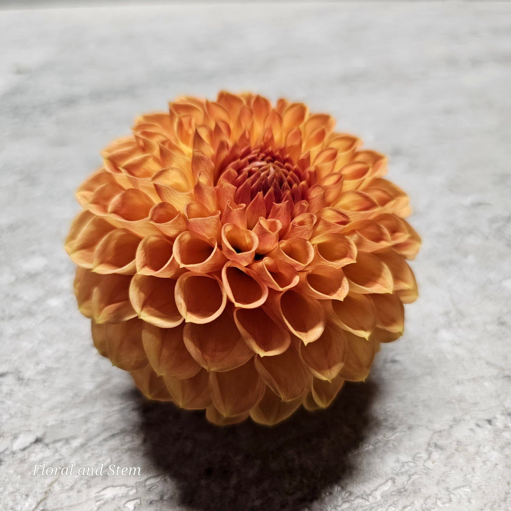 Formby Crest – Floral and Stem