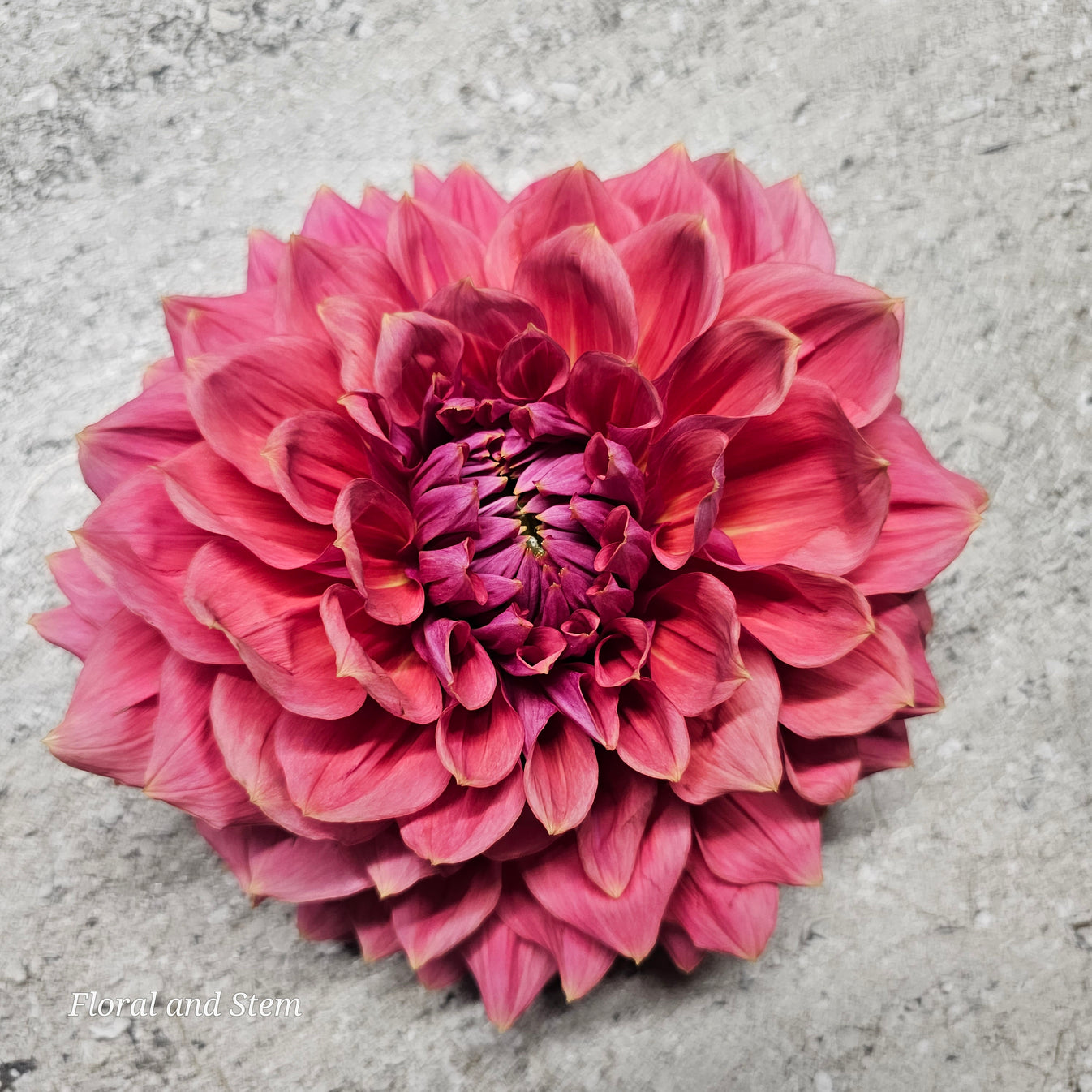 Formby Monarch – Floral and Stem