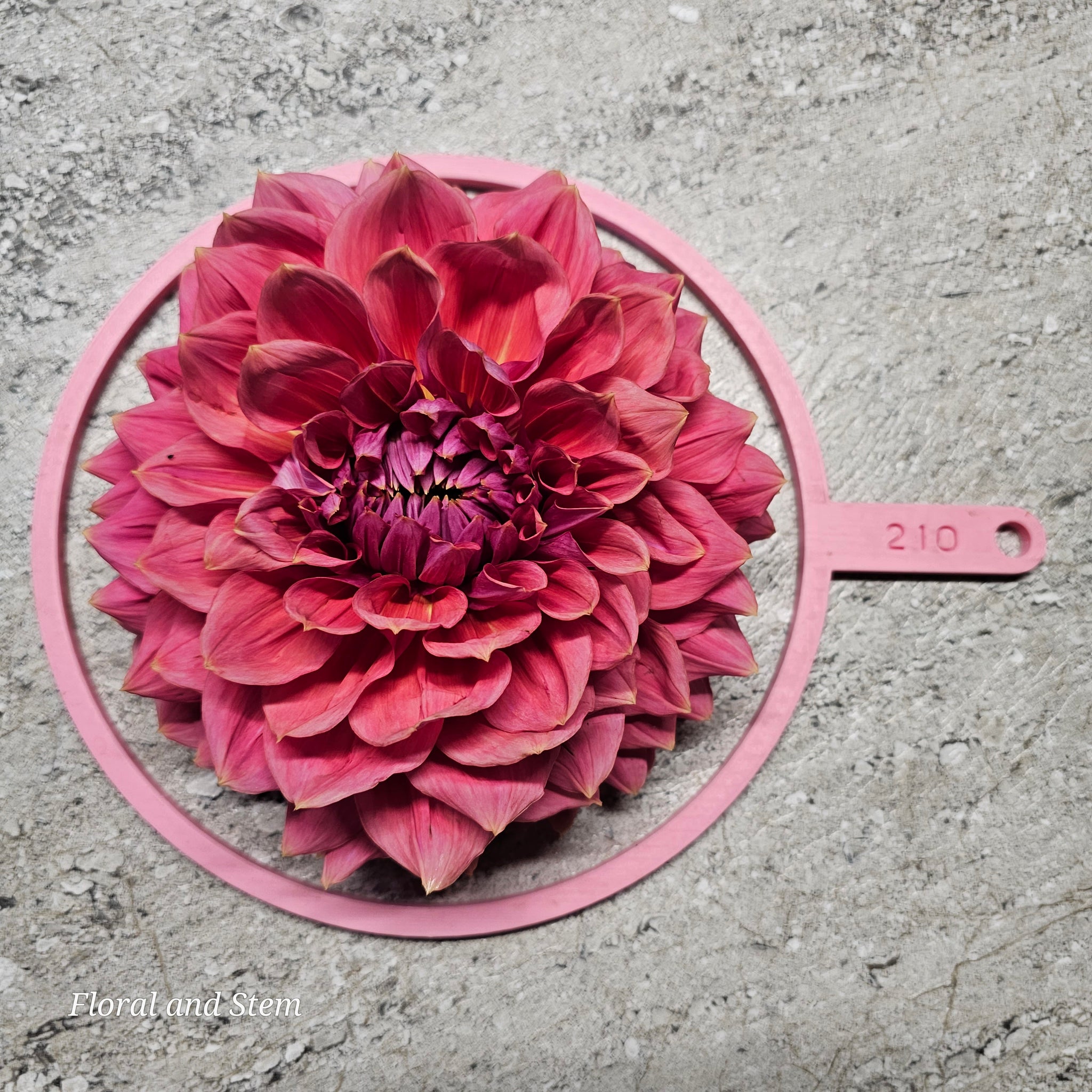 Formby Monarch – Floral and Stem