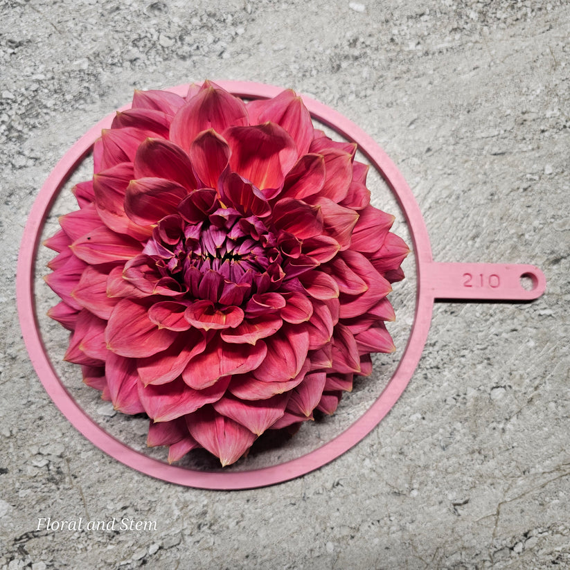 Formby Monarch – Floral and Stem