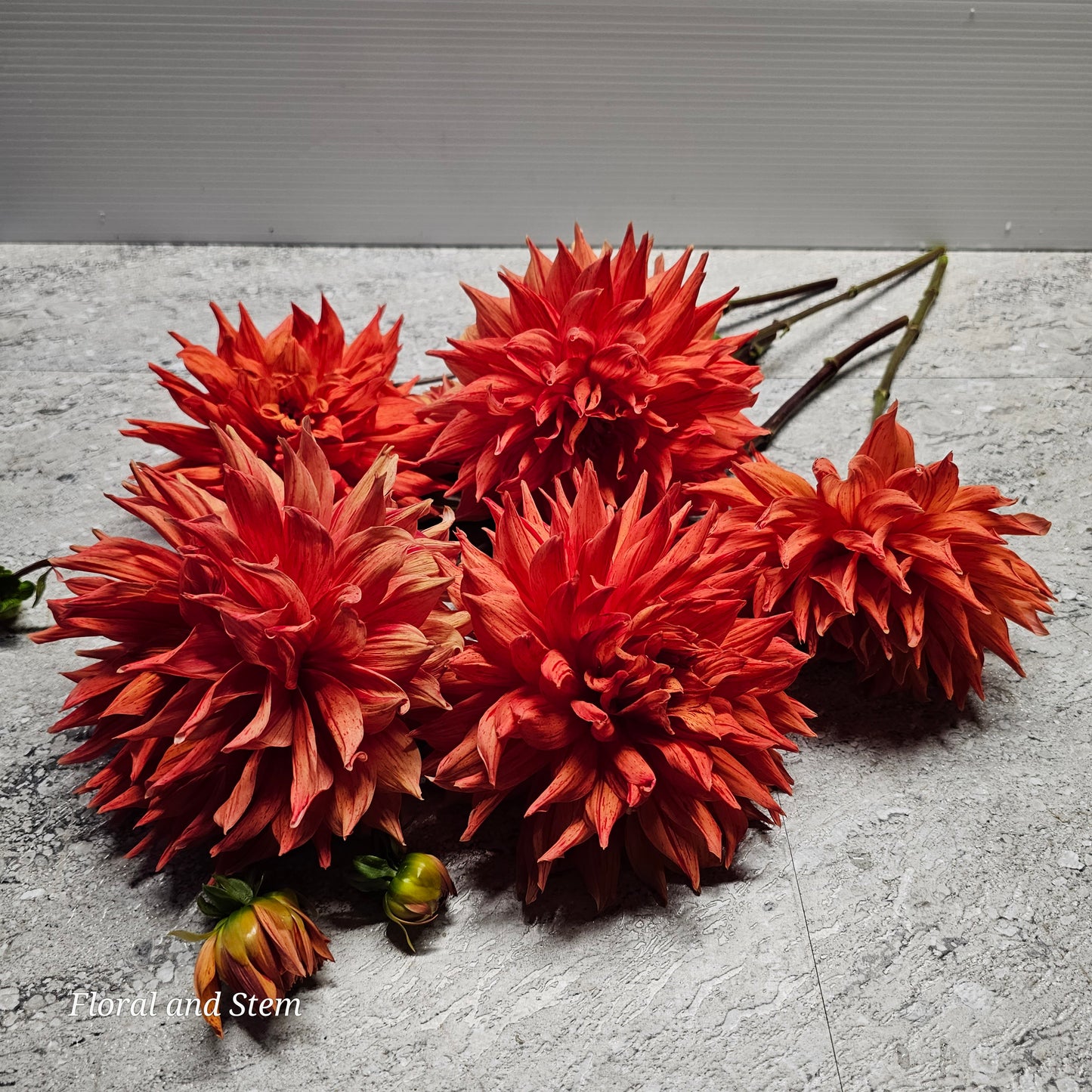 Freckles – Floral and Stem