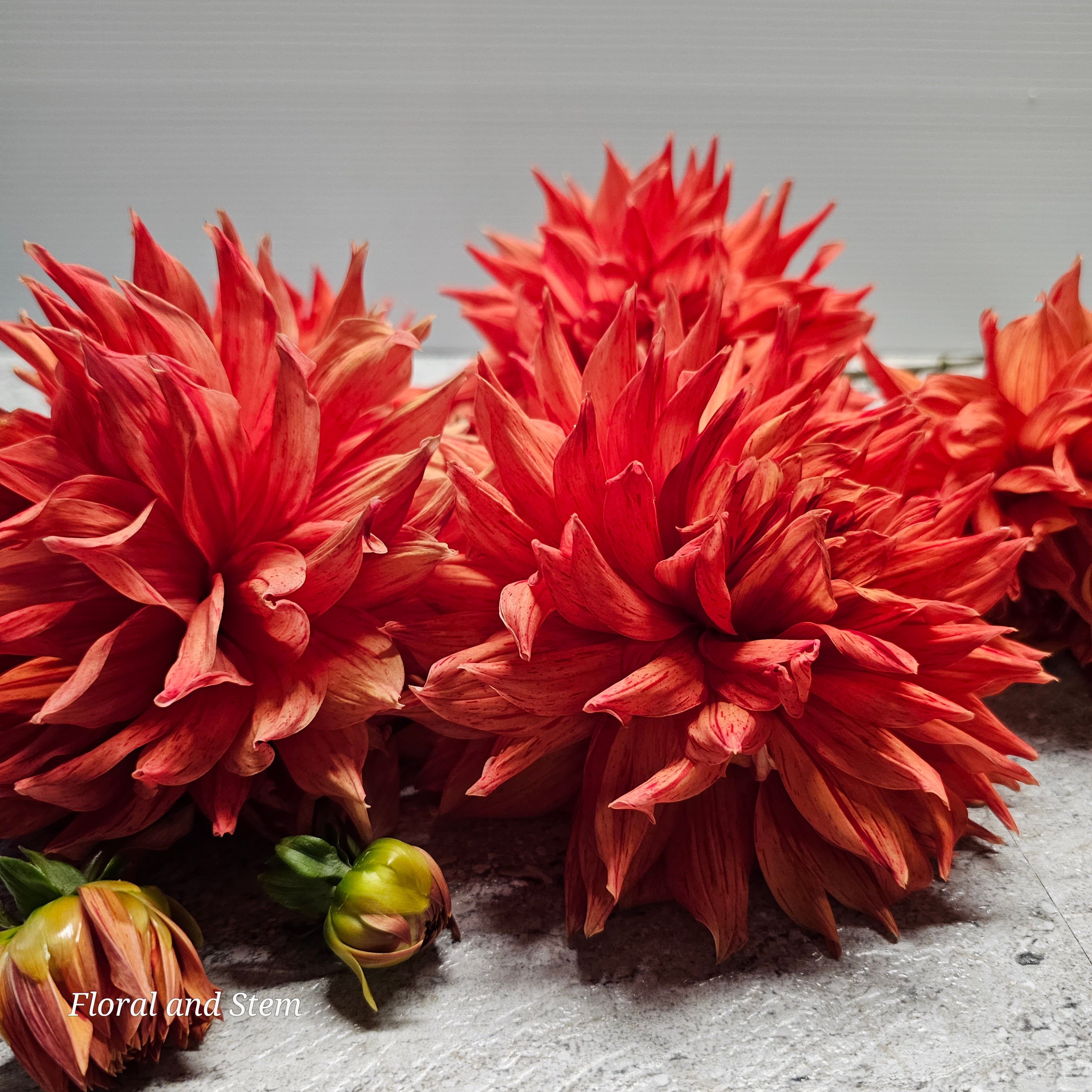 Freckles – Floral and Stem