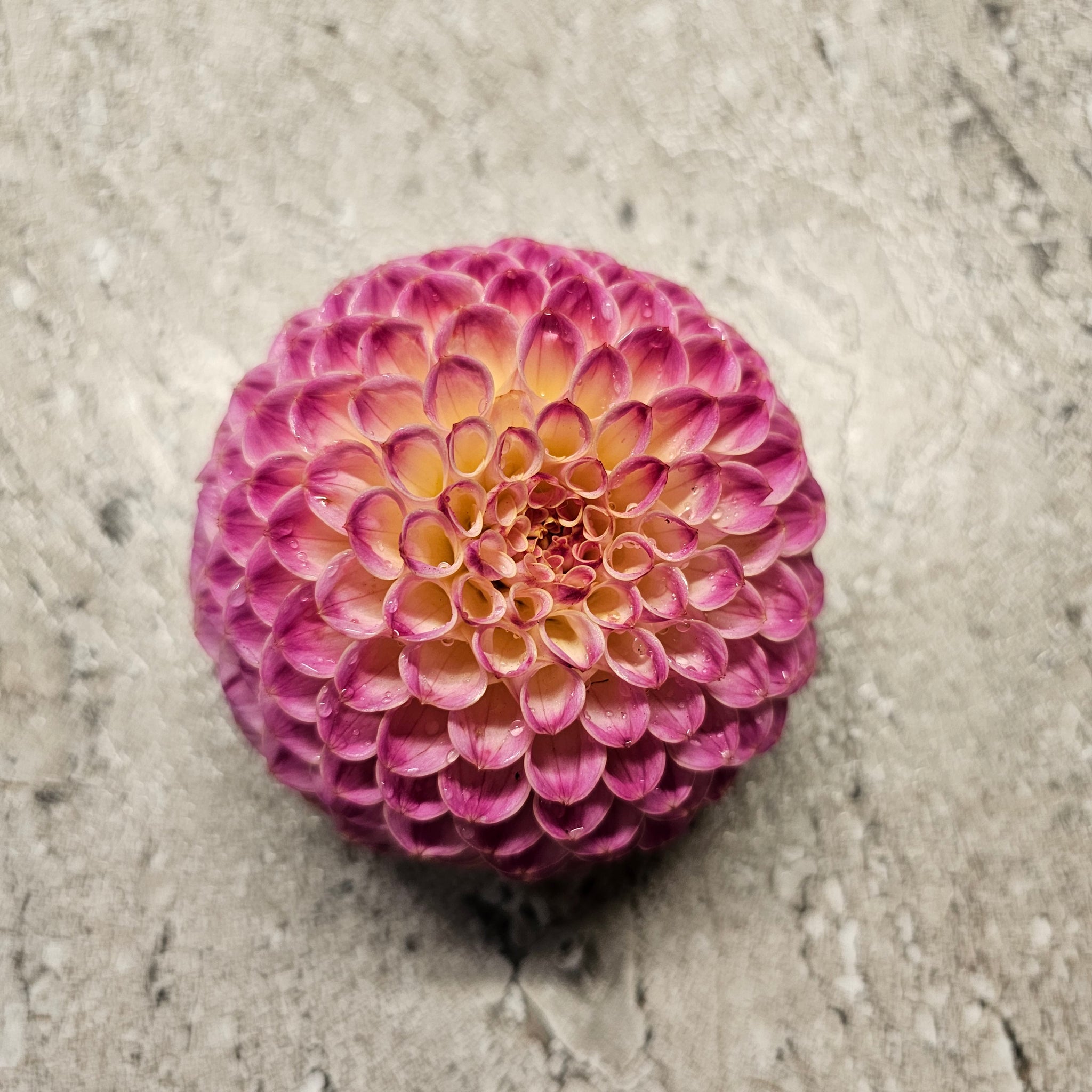 Hapet Pearl – Floral and Stem