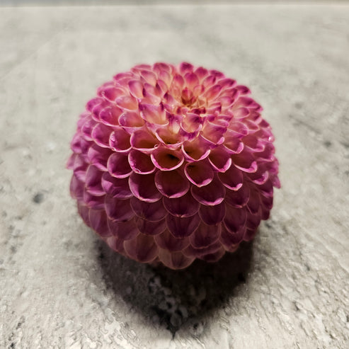 Hapet Pearl – Floral and Stem